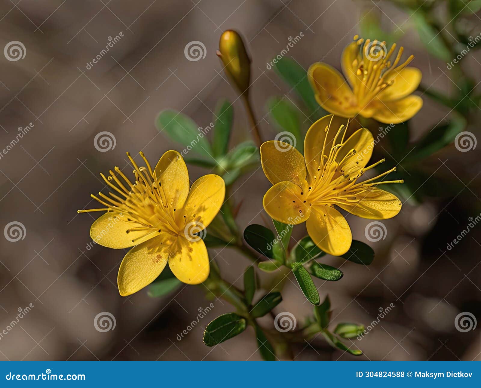 Hypericum Perforatum Contour Vector Illustration | CartoonDealer.com ...