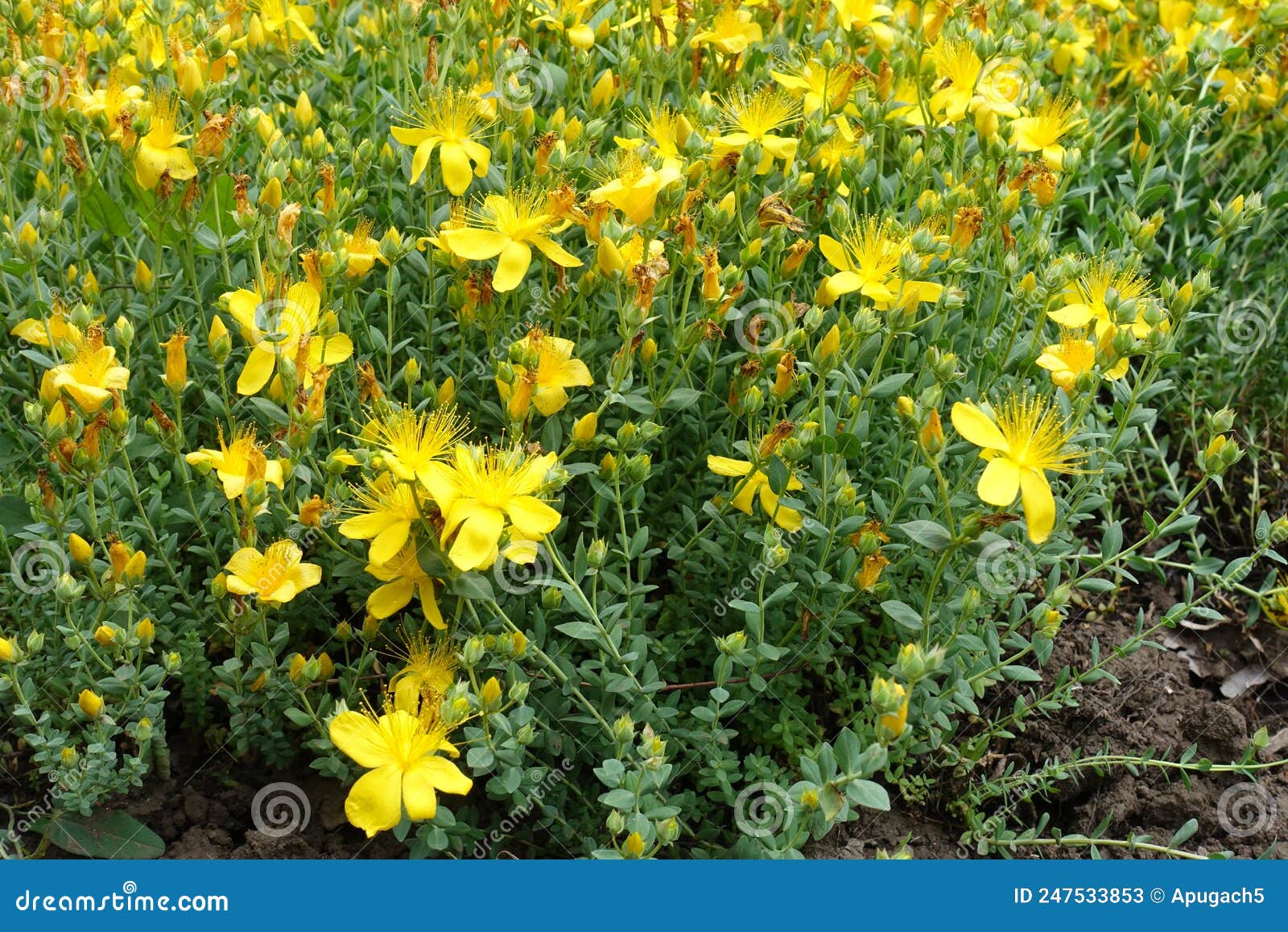 St. John`s Wort with Yellow Flowers Stock Image - Image of olympicum ...