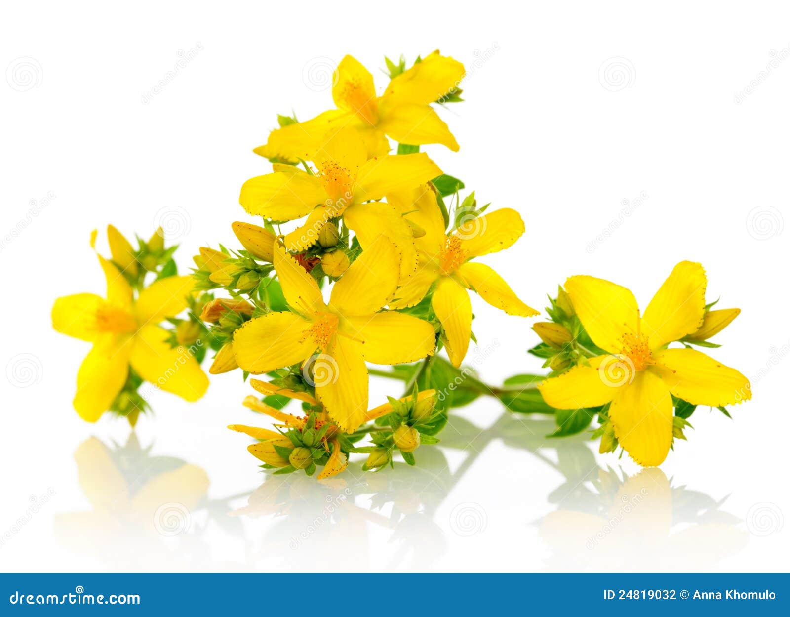 St Johns Wort Yellow Flowering Shrub Stock Photography | CartoonDealer ...