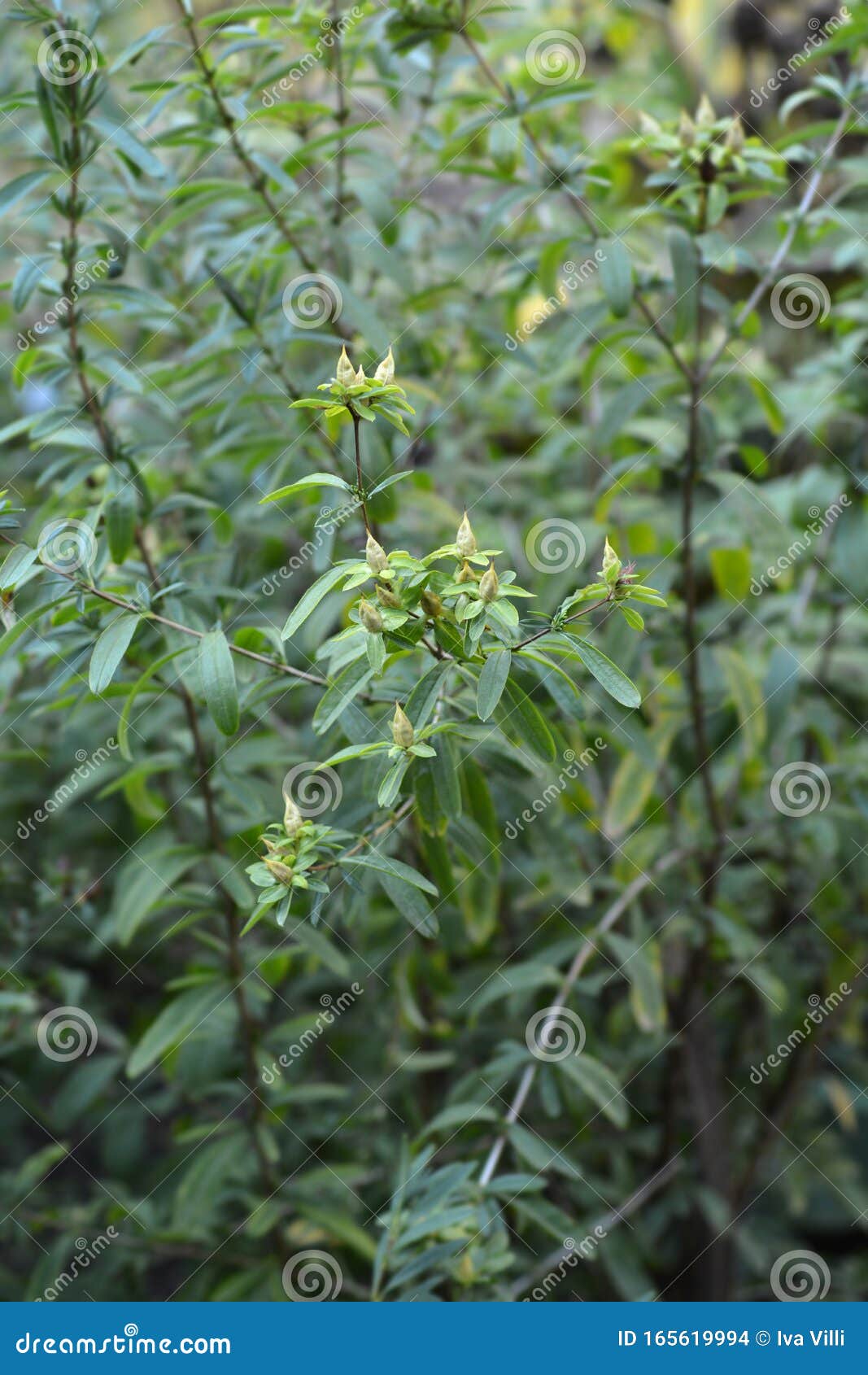 St Johns Wort stock photo. Image of outdoors, nature - 165619994