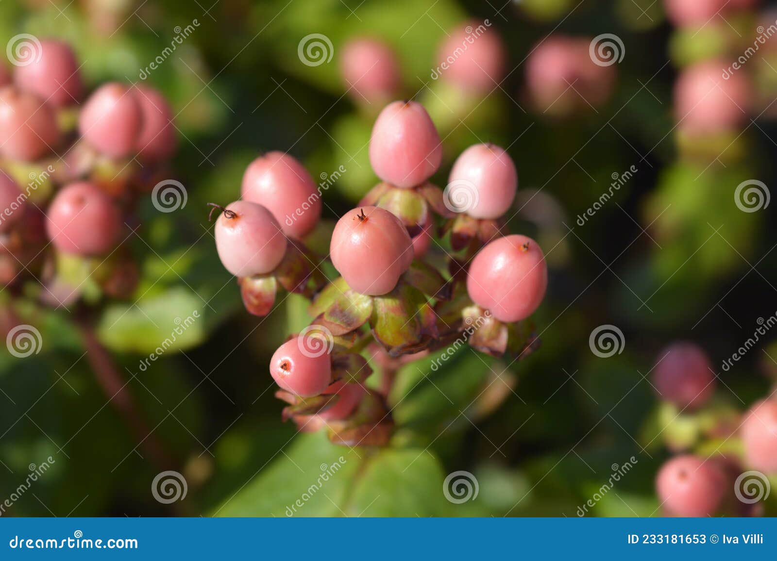 St Johns wort Miracle Mix stock image. Image of nature - 233181653