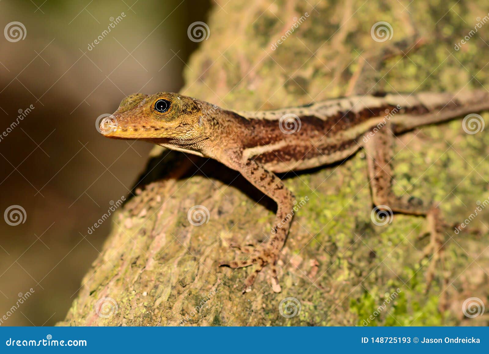 St. Lucia Anole stock image. Image of behavior, close - 148725193