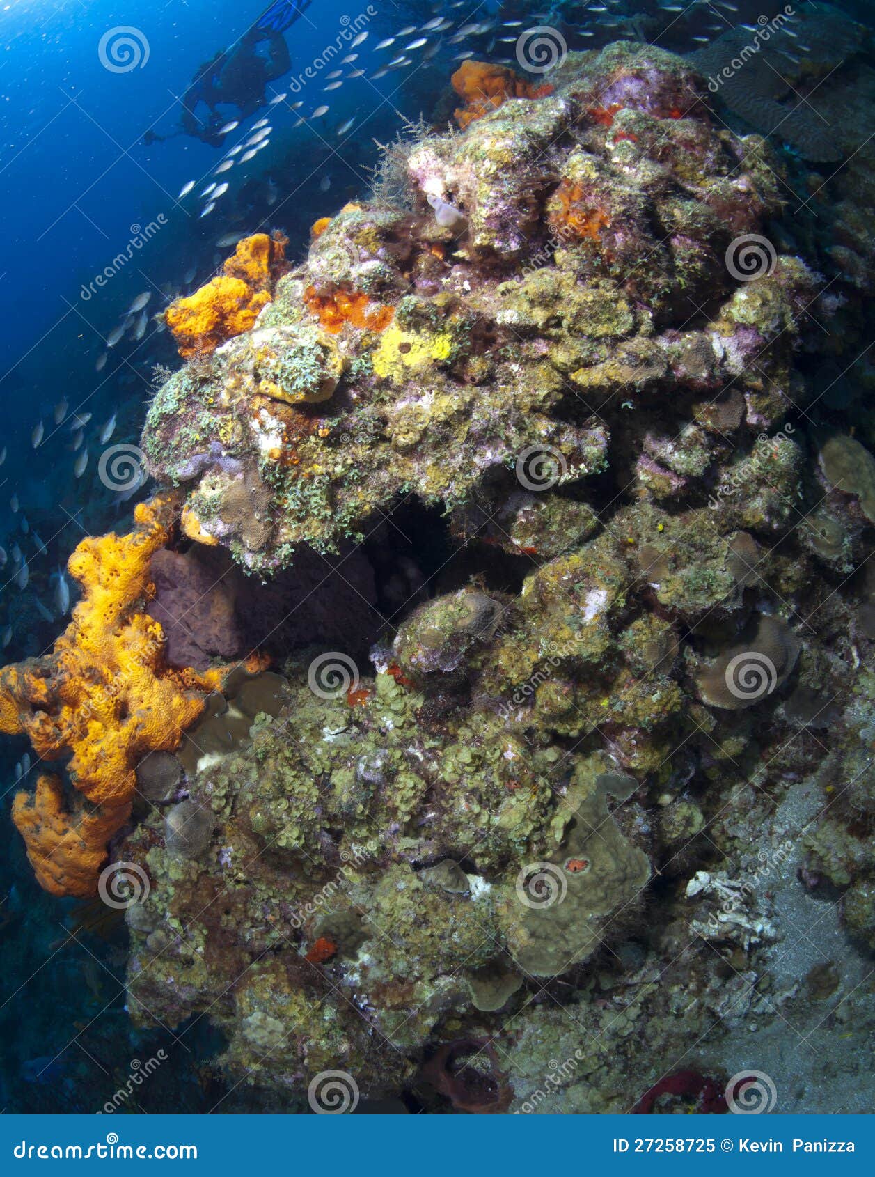 St Lucia Coral Formation stock image. Image of fish, reef - 27258725