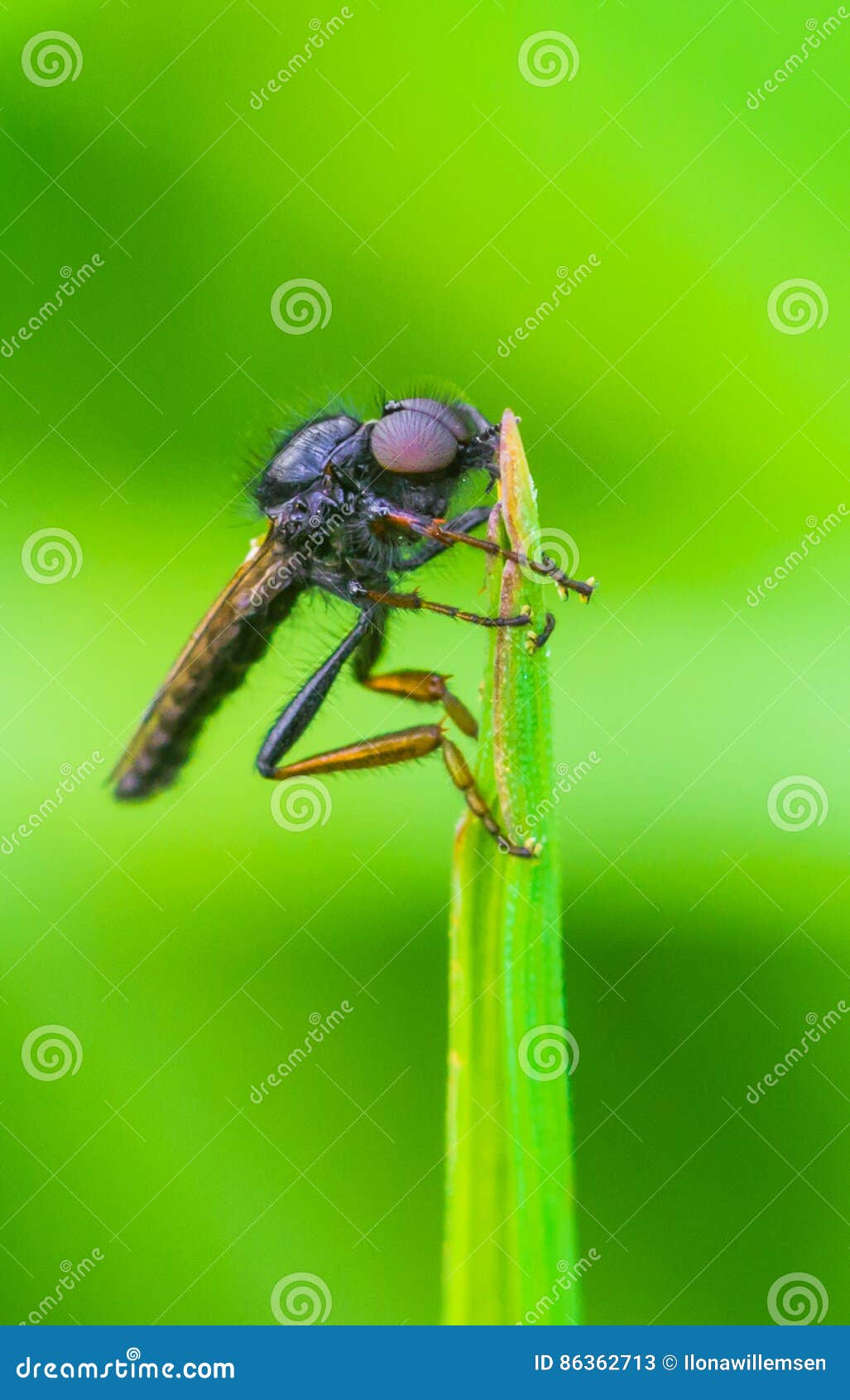 St. Mark`s Fly on Reed Close-up Macro Stock Image - Image of flowers ...