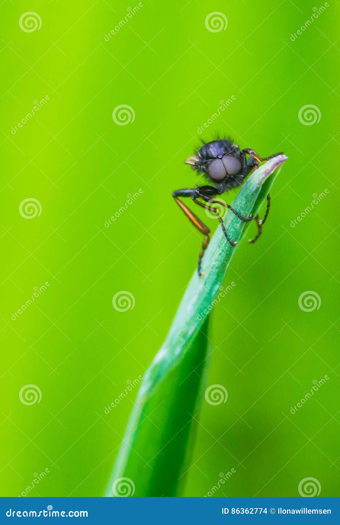 A St. Mark`s Fly on Reed Close-up Macro Stock Photo - Image of dead ...