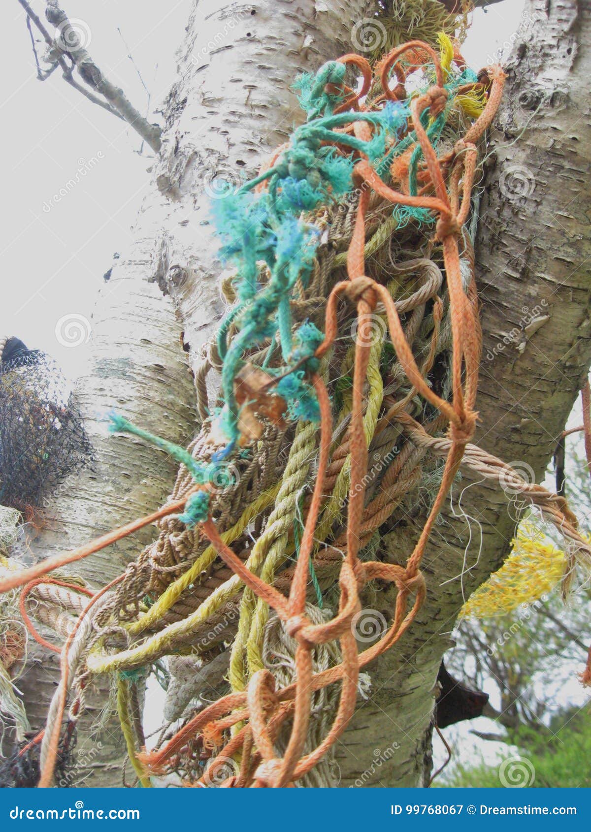 St Martins Mermaid Tree stock image. Image of mermaid - 99768067