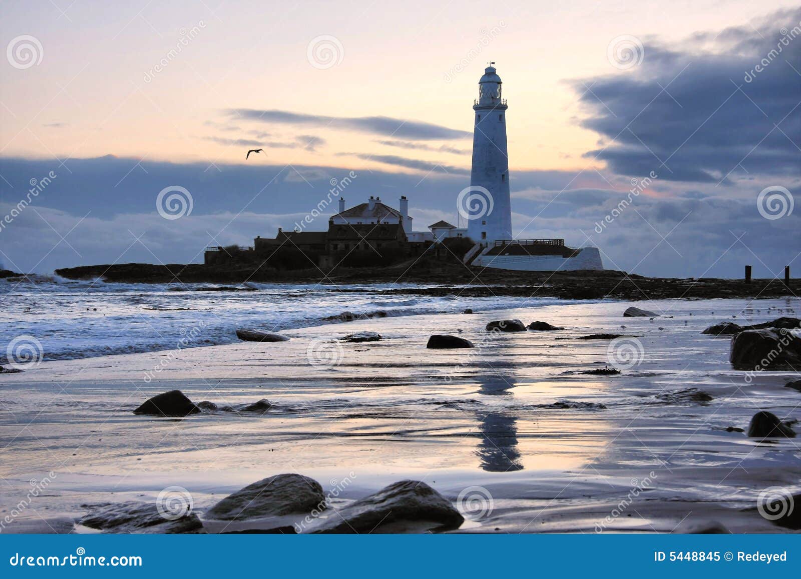 St Mary S Lighthouse and Gull Stock Image - Image of coastal, beach ...
