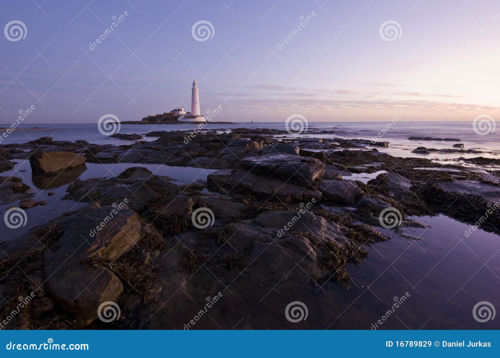 St Mary S Lighthouse At Sunrise In Purple Stock Image - Image of east ...