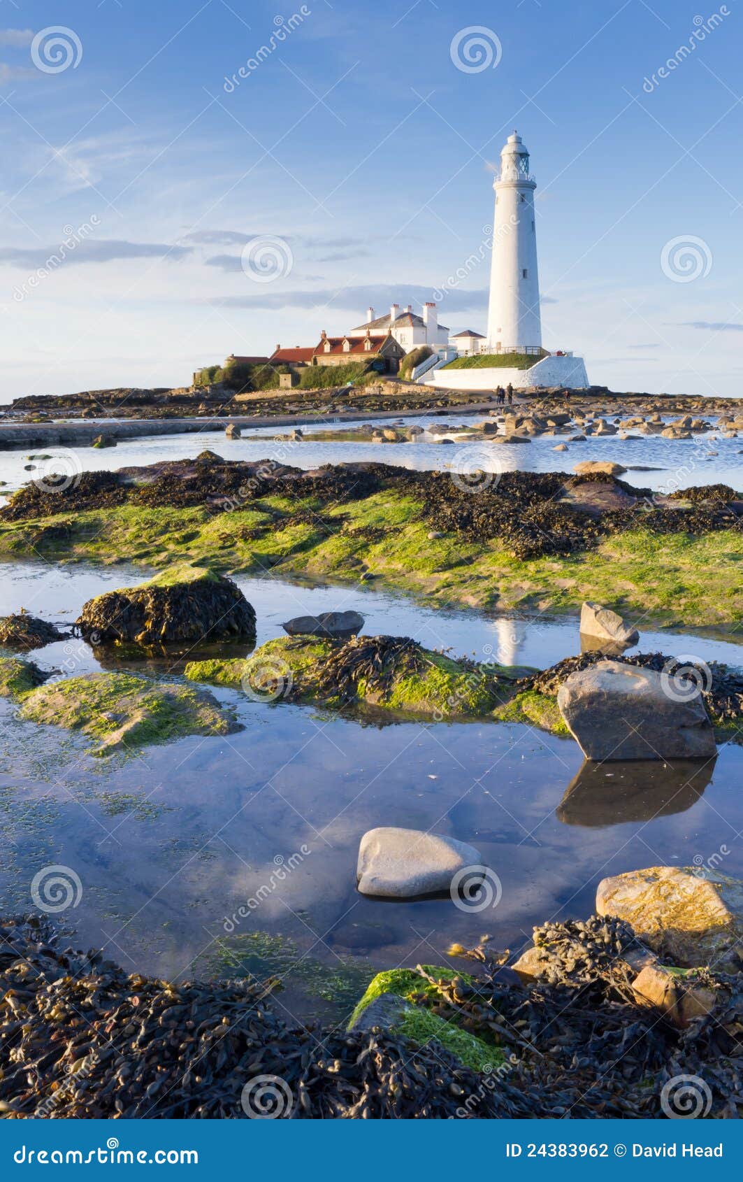 St Marys Lighthouse at Low Tide Stock Photo - Image of ocean, coast ...