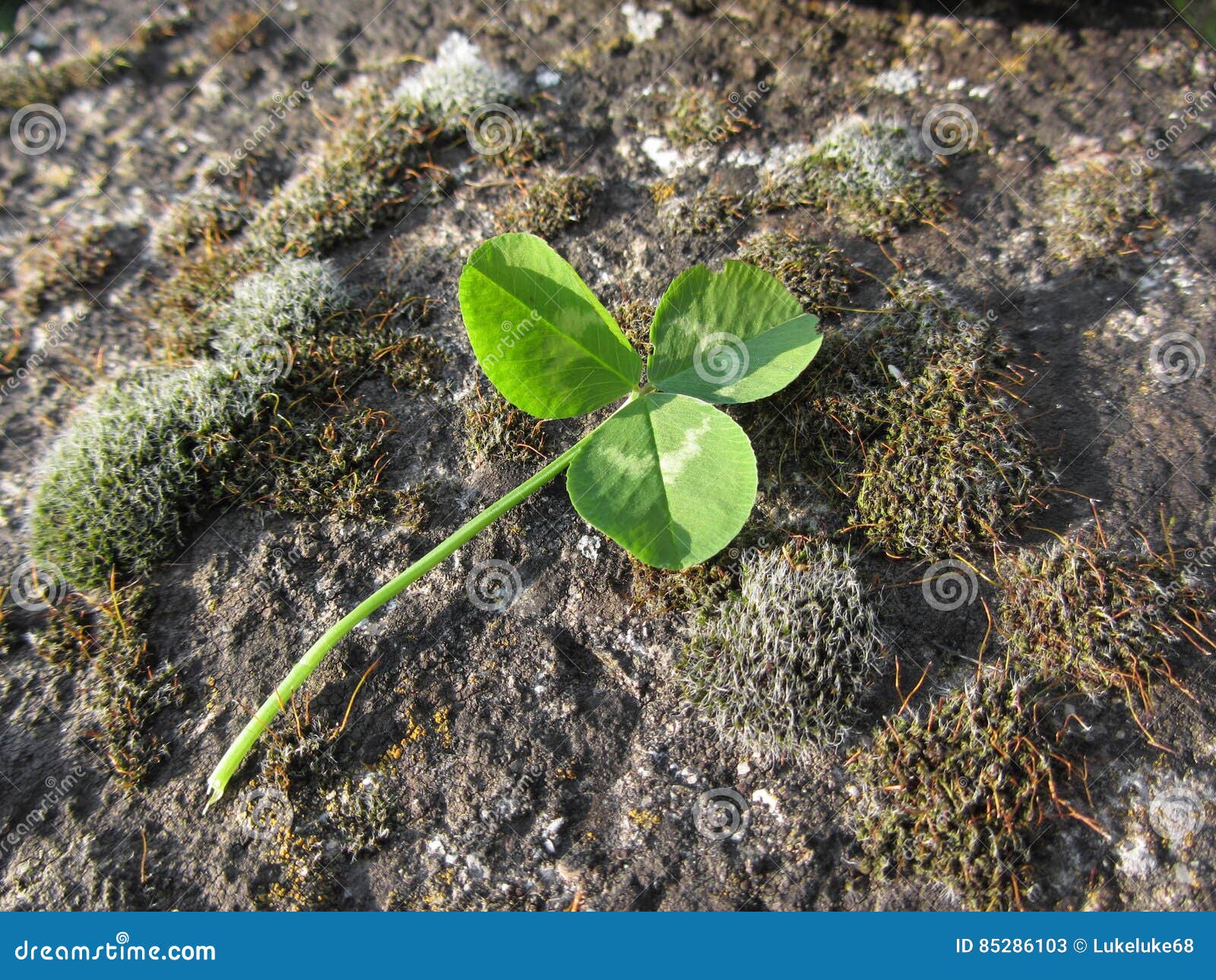 St. Patrick`s Day Background with Clover or Shamrock on the Rock in ...