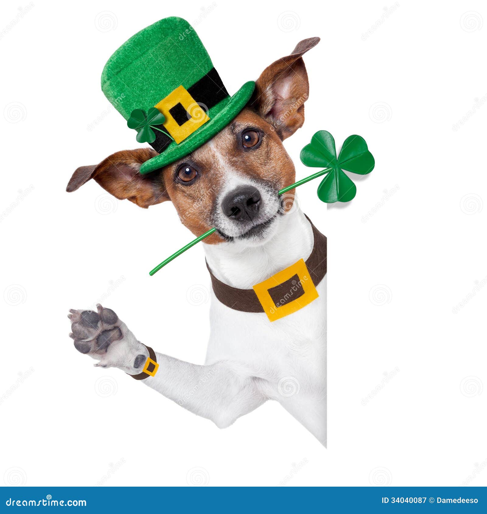 St. patrick s day dog stock image. Image of pretty, banner - 34040087
