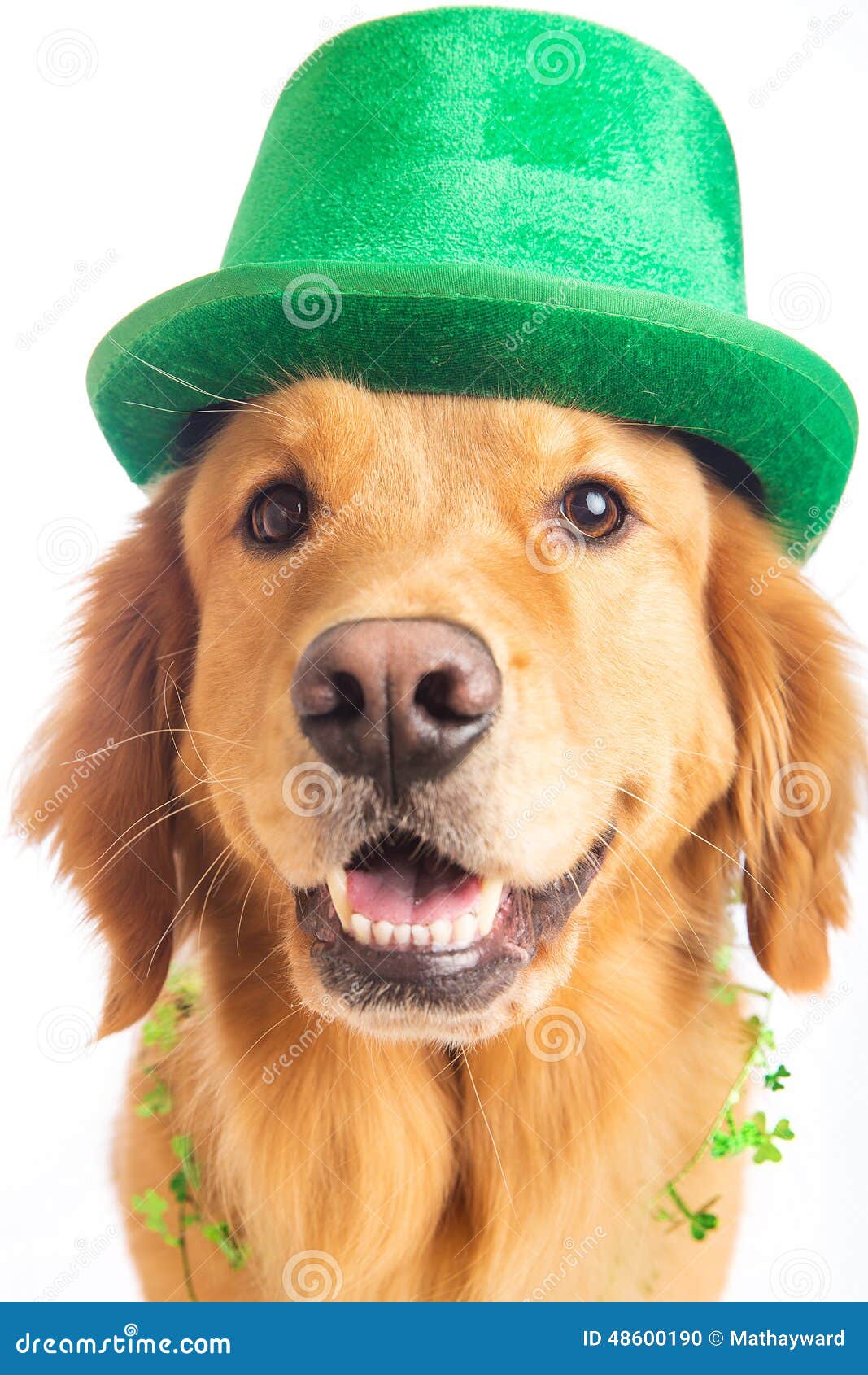 St. Patrick s Day Dog stock photo. Image of animal, canine - 48600190