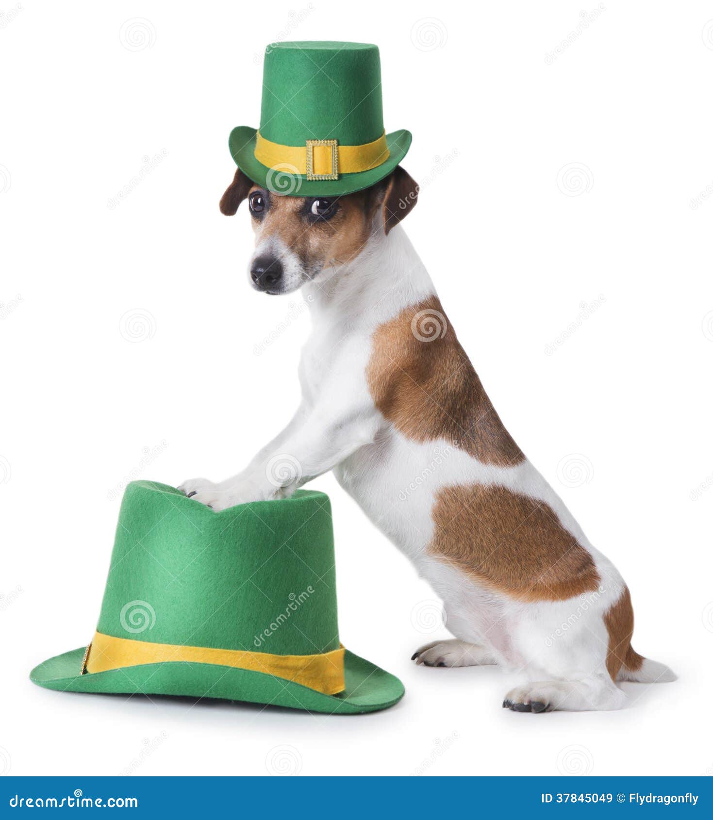 St. Patrick S Day Party Puppy Stock Image - Image of isolated ...