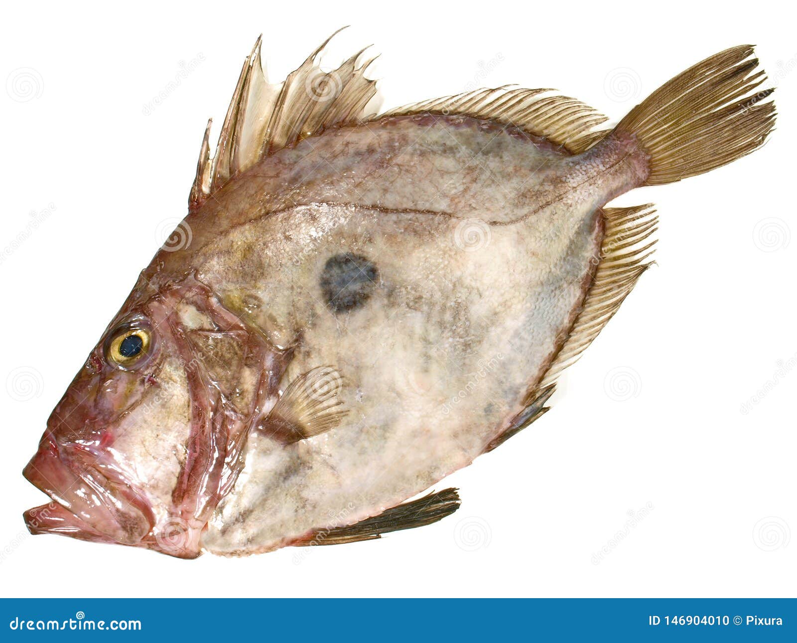 St. Pierre Fish roh stockfoto. Bild von getrennt, pierre - 146904010