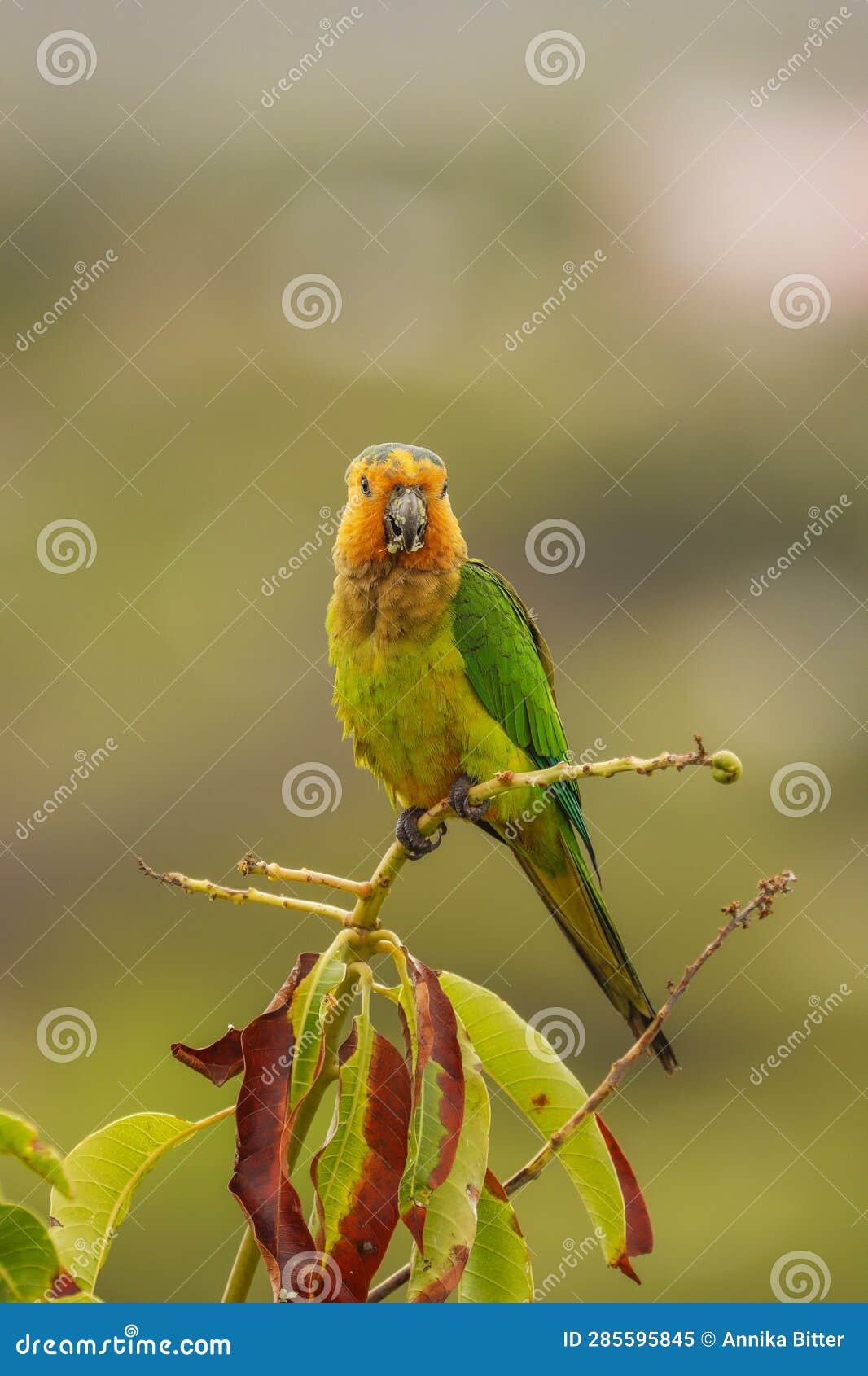 St Thomas Parakeet in the Caribbean Stock Image - Image of nature ...