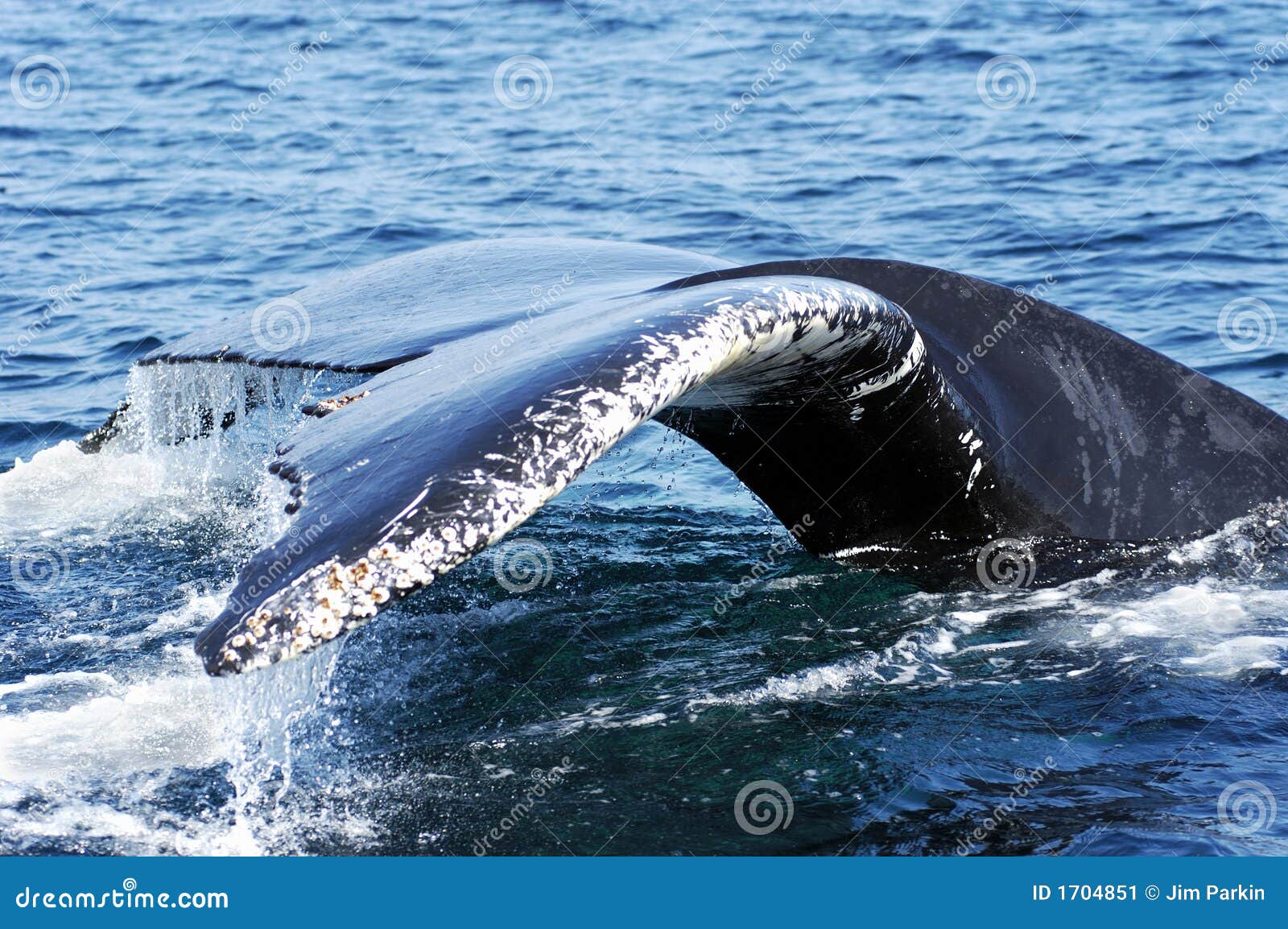 Staart 3 Van De Walvis Van De Gebochelde Stock Afbeelding - Image of ...