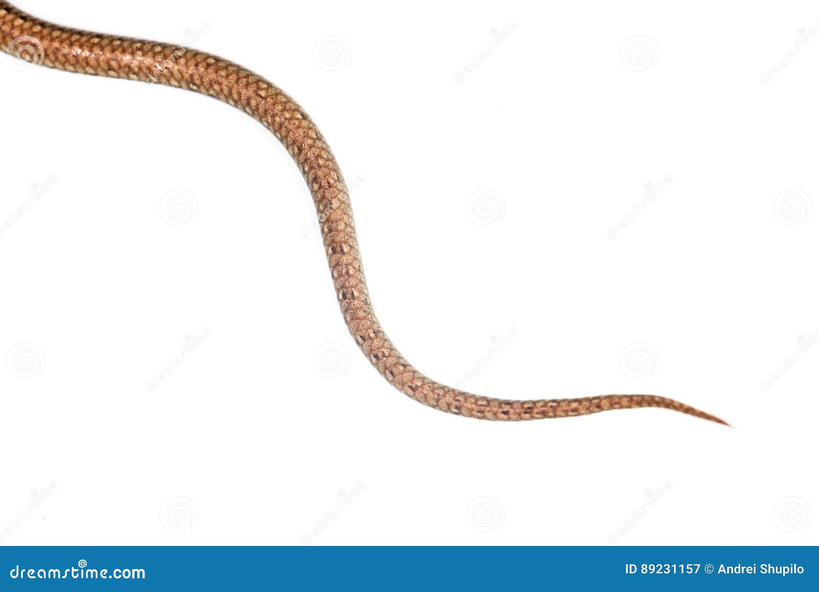 Staart Van De Slang Op Een Witte Achtergrond Stock Afbeelding - Image ...