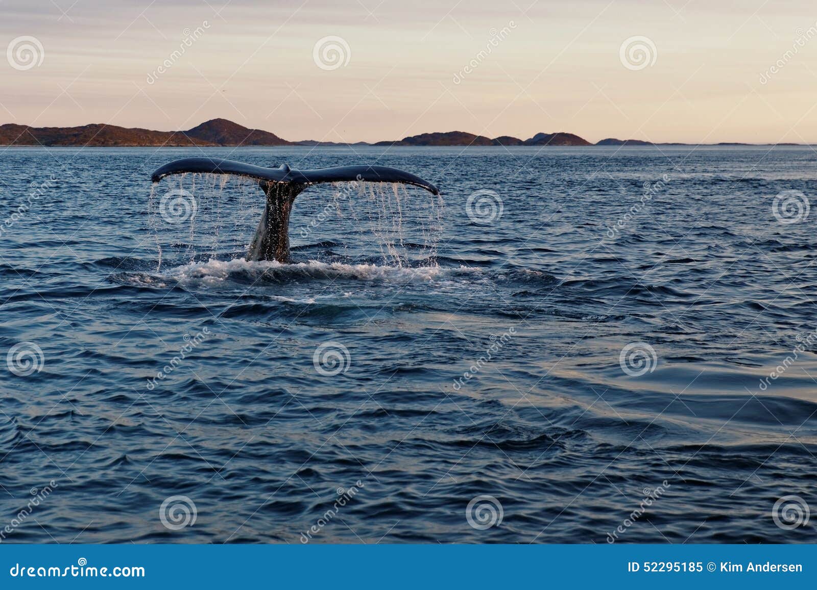 Staart Van Het Duiken Walvis Stock Afbeelding - Image of walvis, staart ...