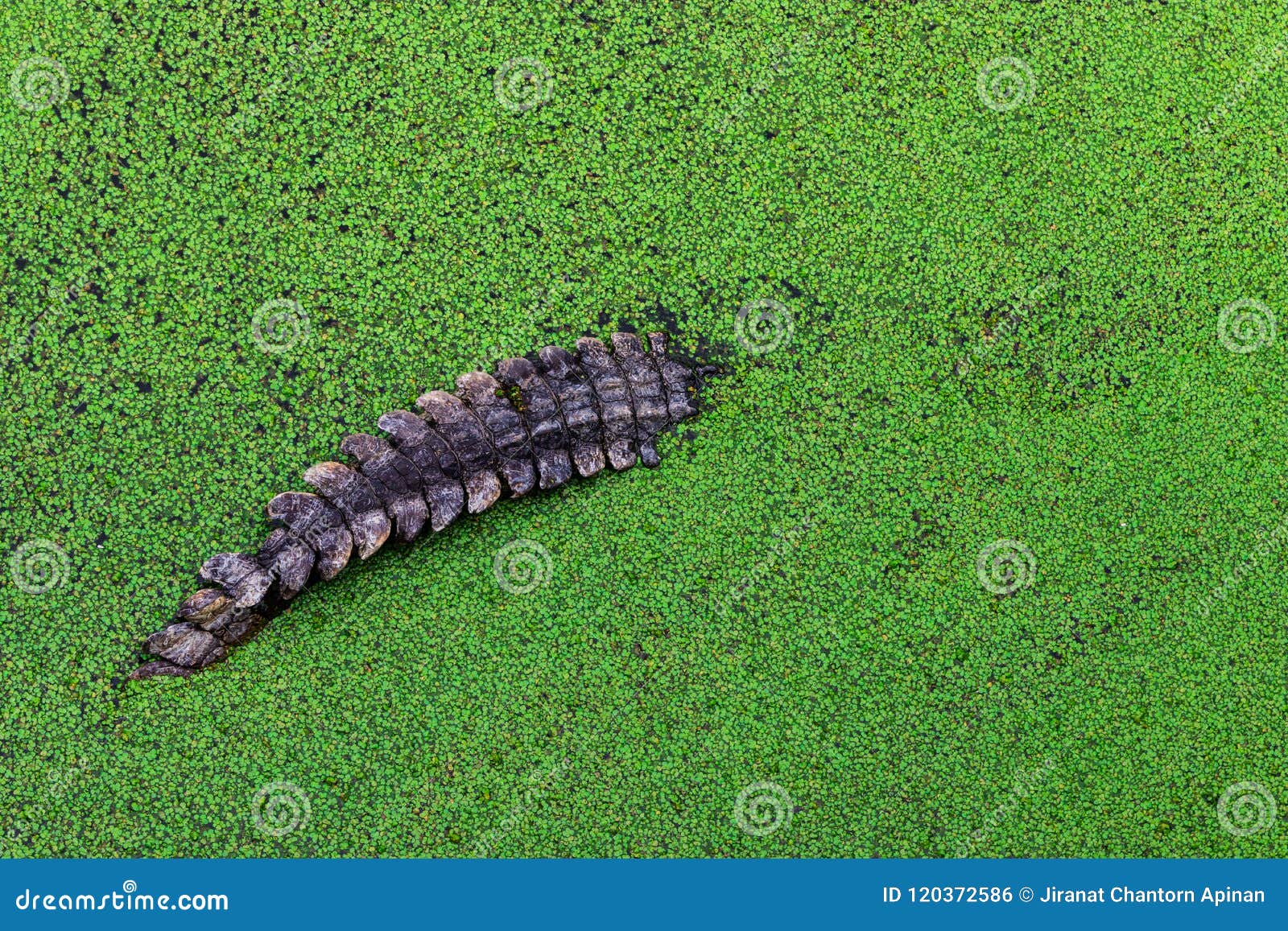 Staart Van Krokodil in De Vijver Stock Foto - Image of leer, wild ... Staart Van Krokodil in De Vijver Stock Foto - Image of leer, wild ...