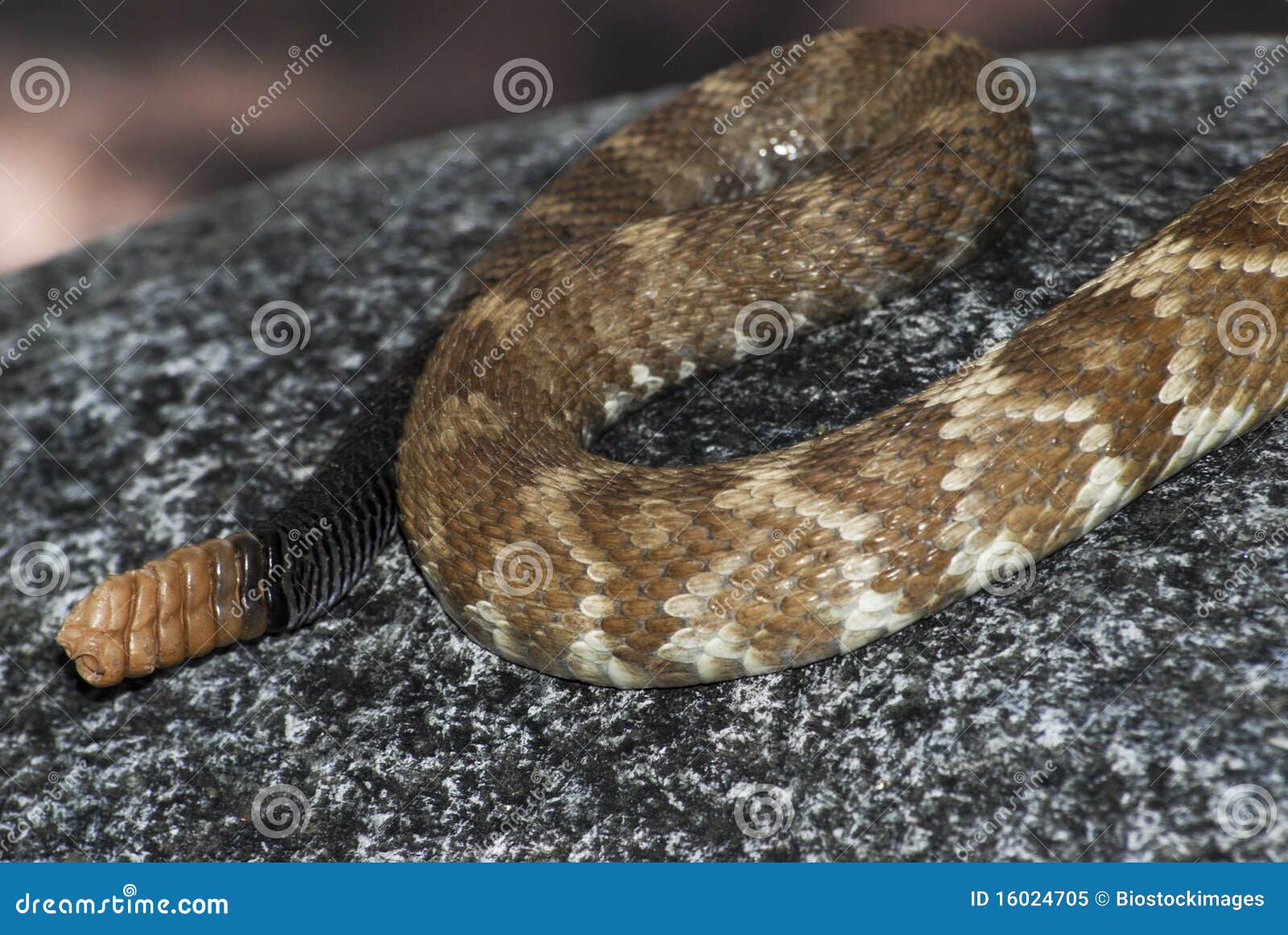 Staart Van Ratelslang, Molossus Crotalus Stock Afbeelding - Image of ...