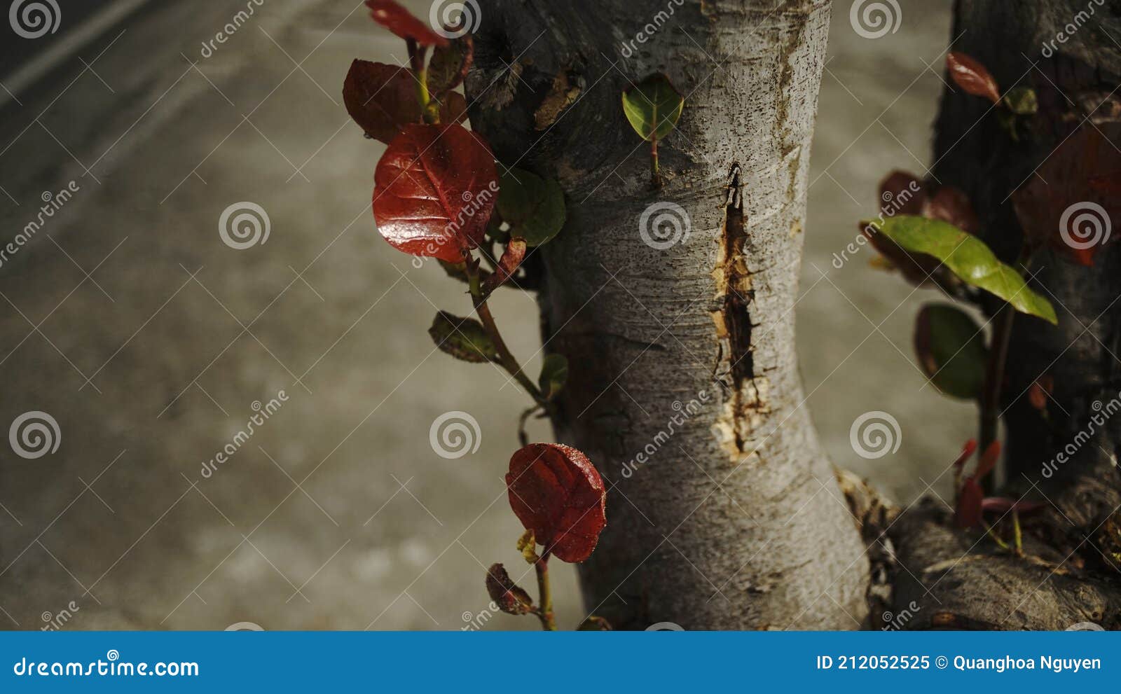 A Stab Wound into the Tree Trunk Stock Image - Image of green, trunk ...