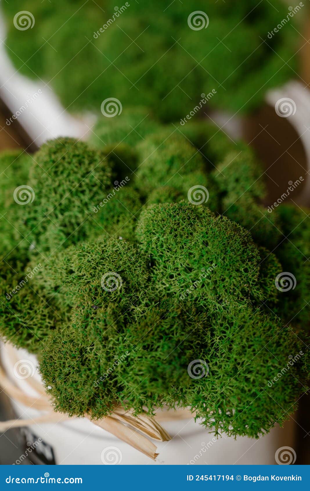 Stabilized Moss.Stabilized Moss in the Pot Stock Photo - Image of insert, stabilized: 245417194