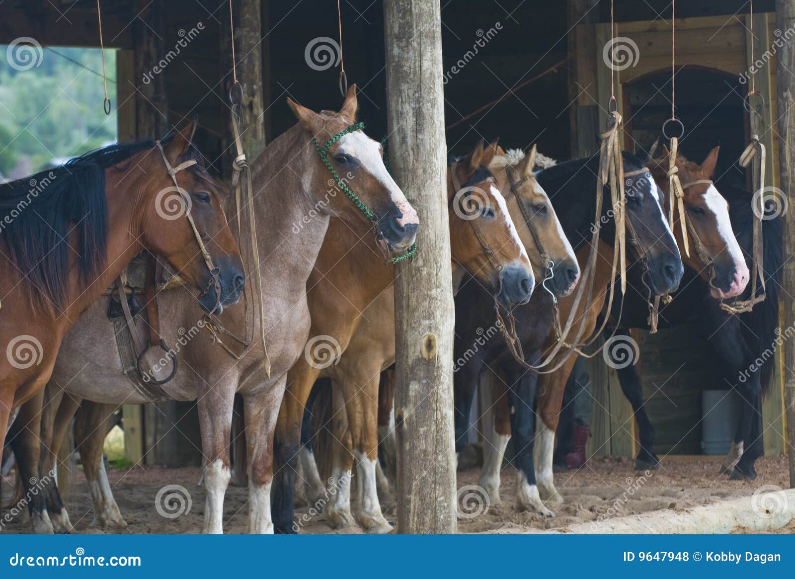 Stable stock photo. Image of domestic, rural, transportation - 9647948