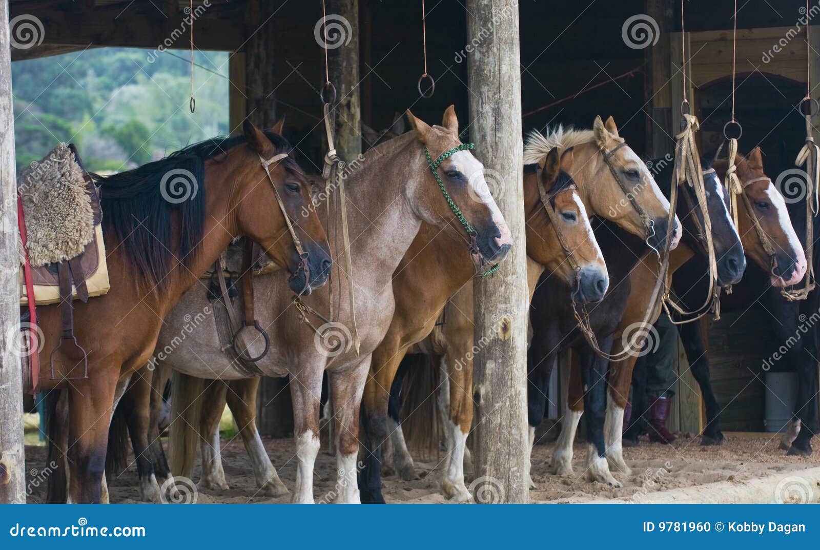 Stable stock photo. Image of grass, stable, agriculture - 9781960