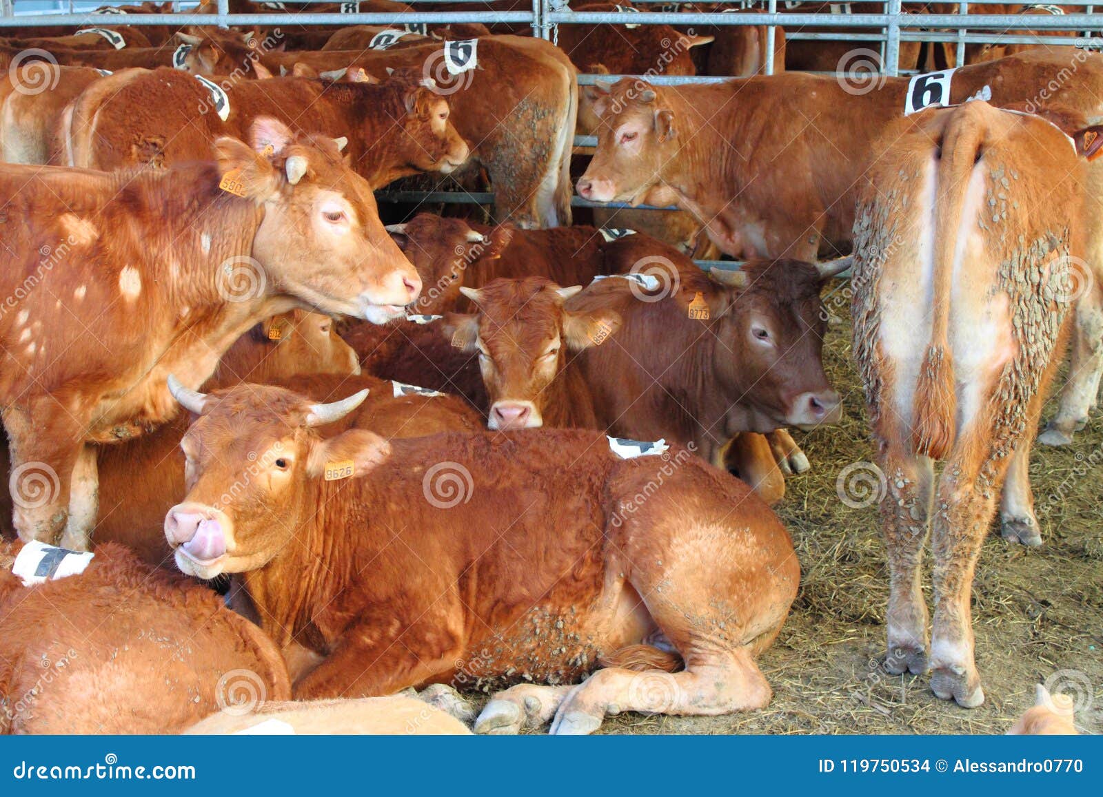 Stable of brown cows stock photo. Image of milk, gate - 119750534