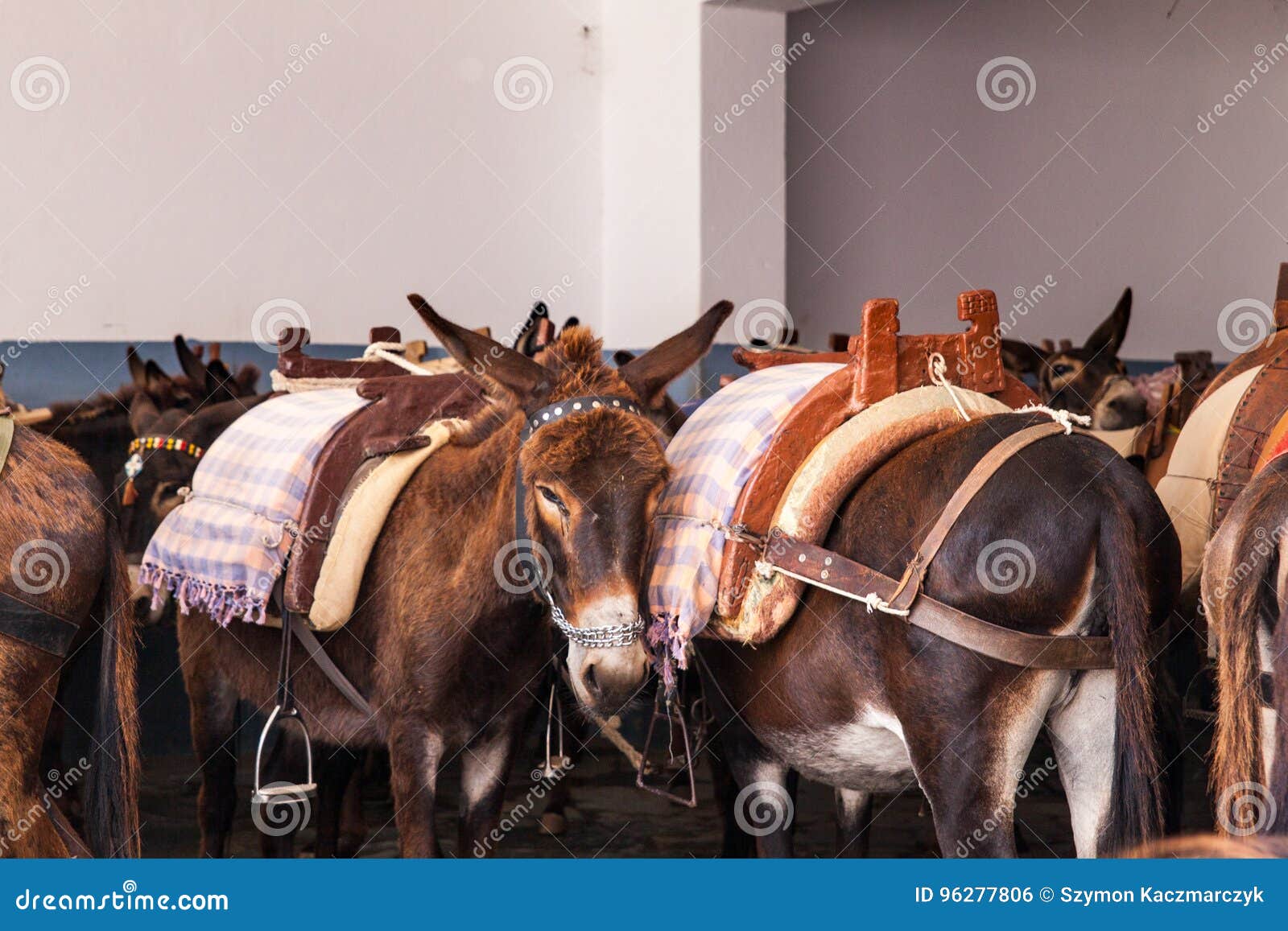 Stable with donkeys . stock photo. Image of buildings - 96277806