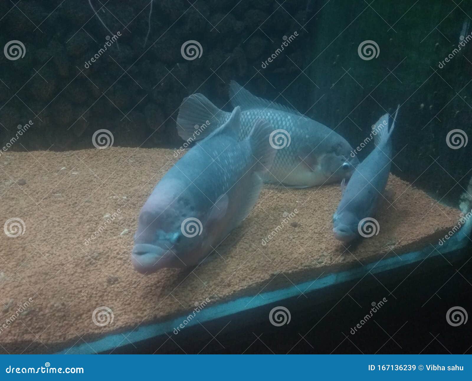 Stable Fish in Aquarium stock image. Image of fish, queen - 167136239