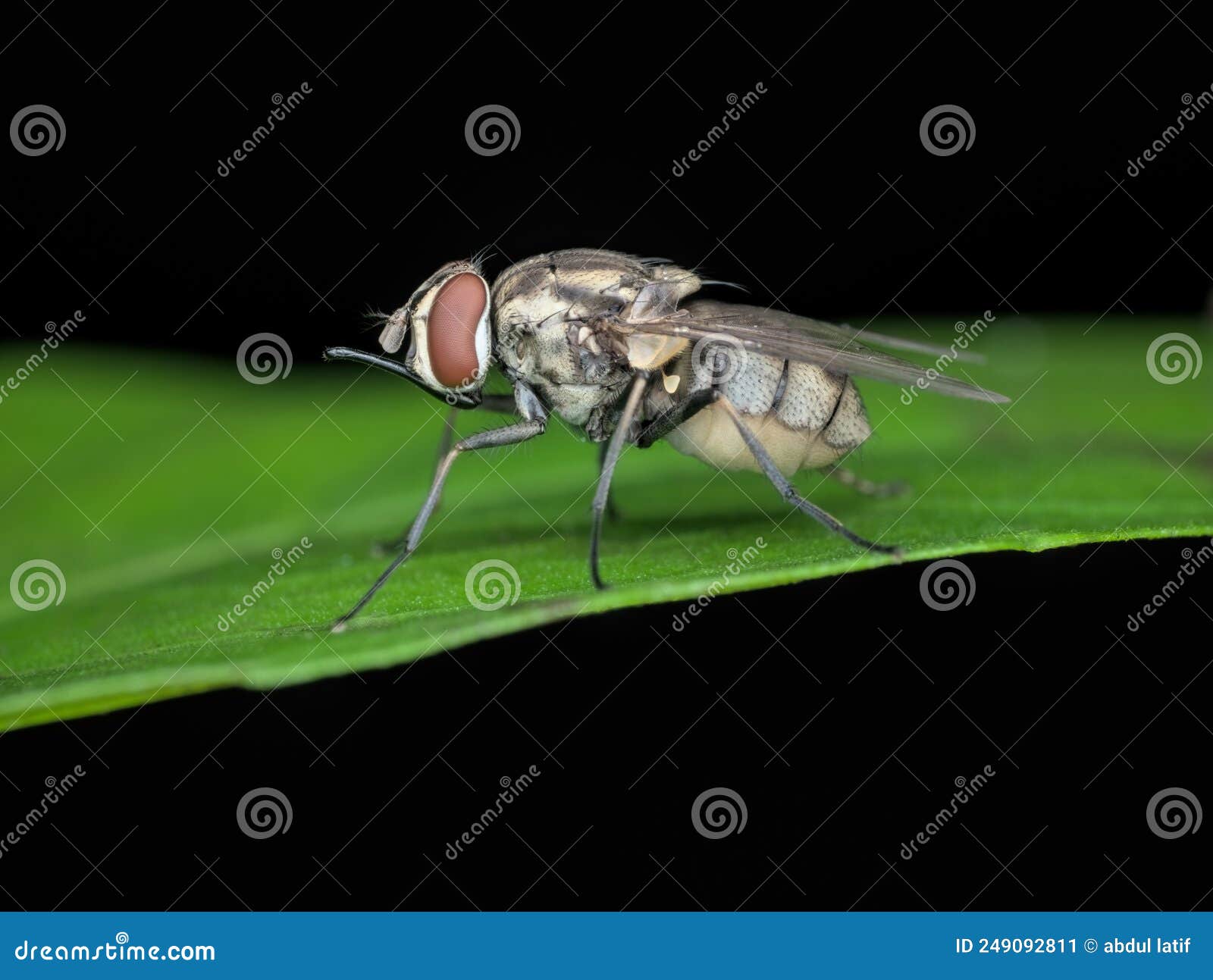 Stable Flies with Long Mouth Sucker on the Leaf Stock Image - Image of ...