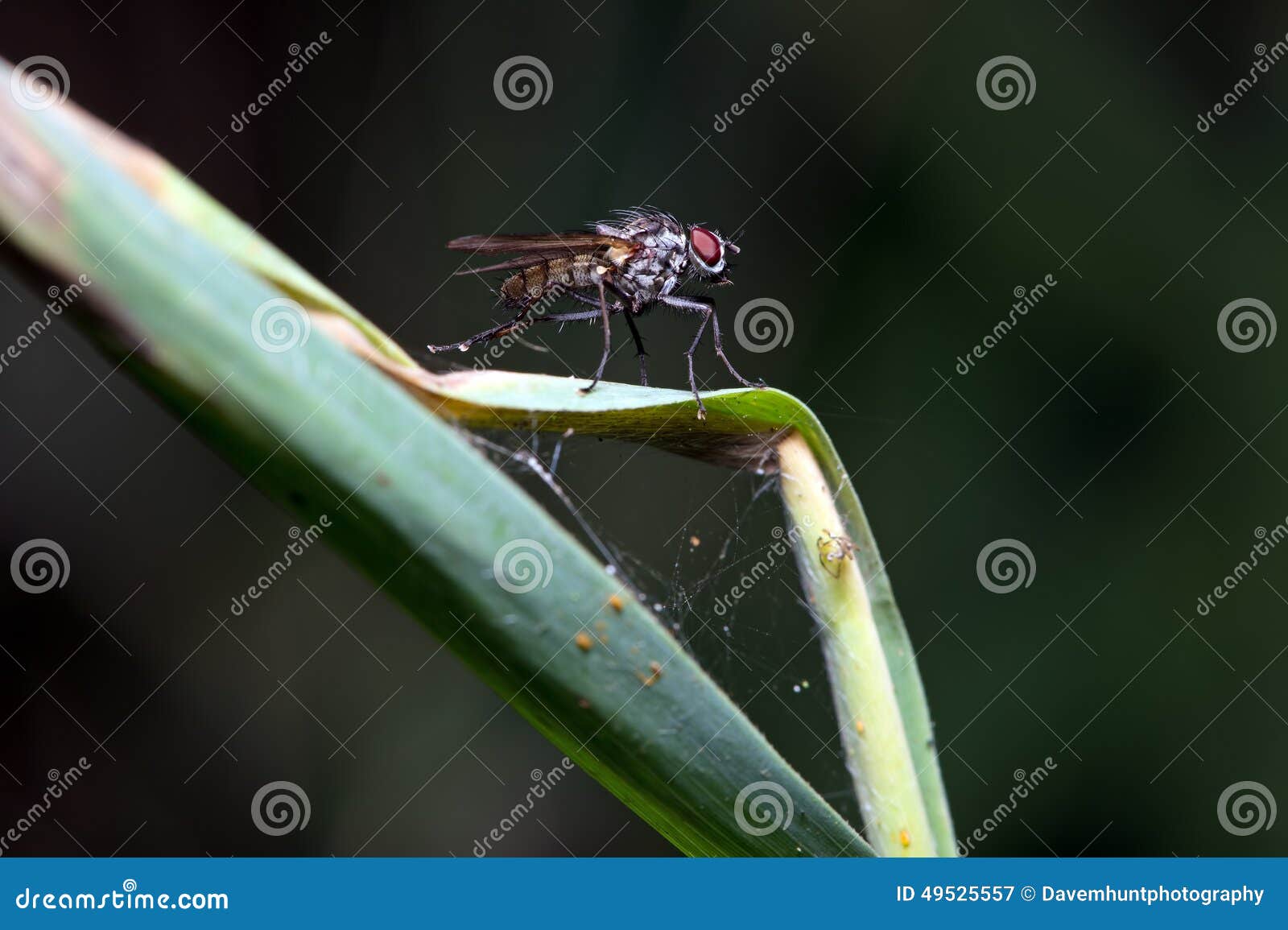 Stable Fly Macro (stomoxys Calcitrans) Stock Image - Image of plant ...