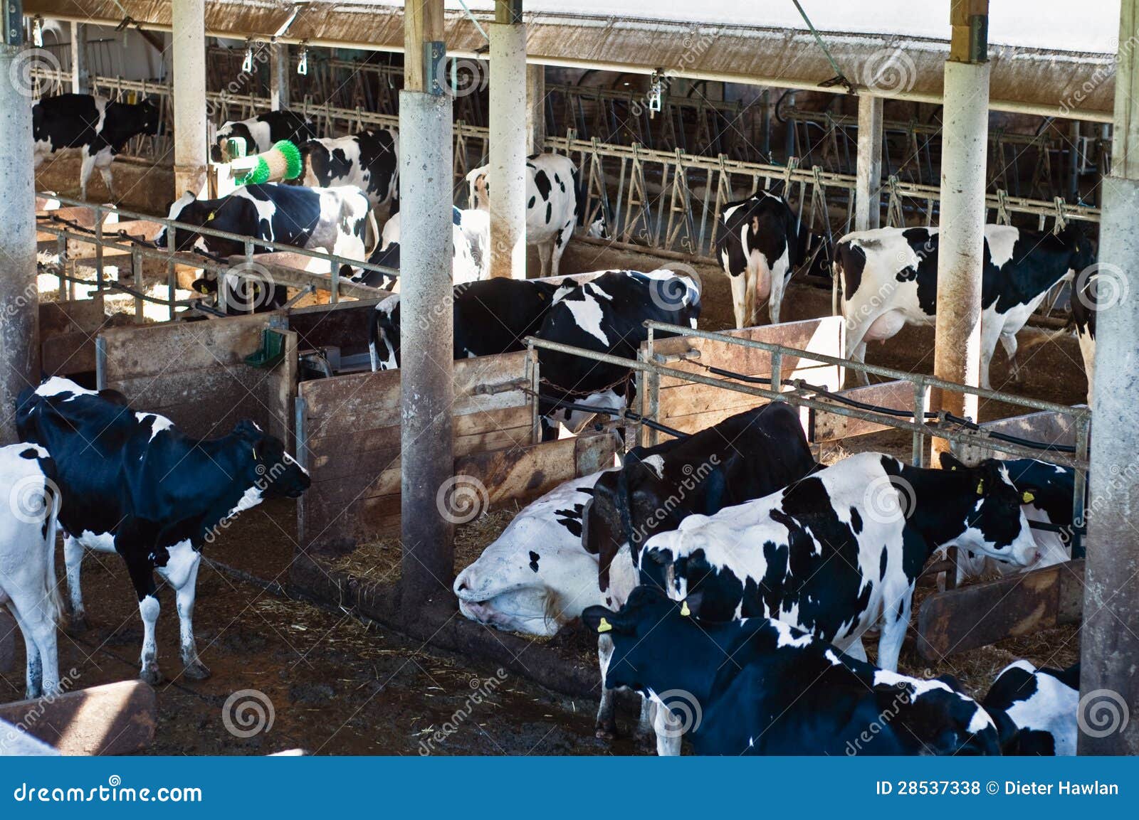 Stable with Holstein Cattle Stock Photo - Image of cattle, countryside ...
