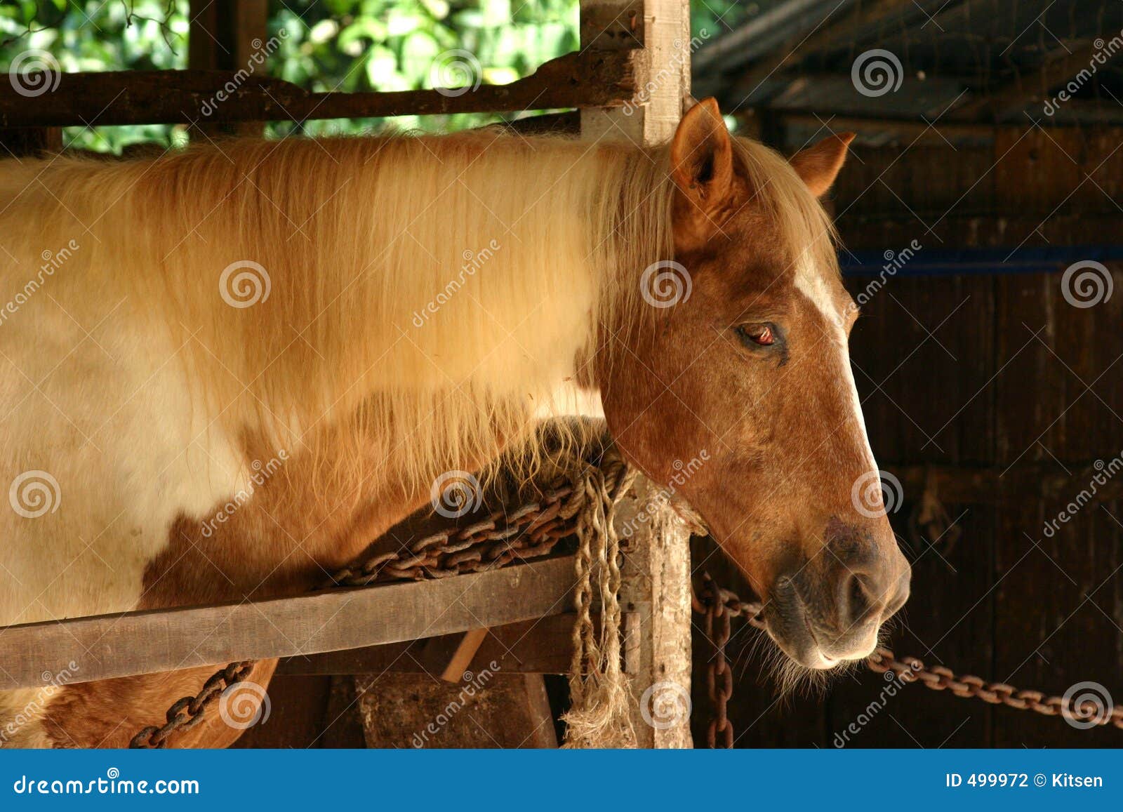 Stable horse stock photo. Image of stallion, racing, happy - 499972