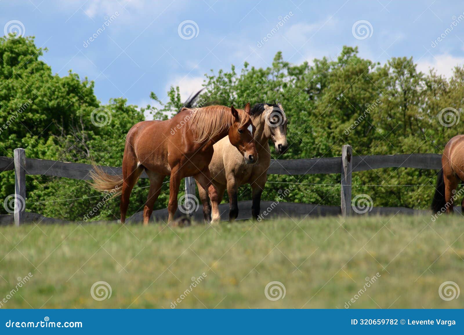 Stable stock photo. Image of nature, leisure, pasture - 320659782