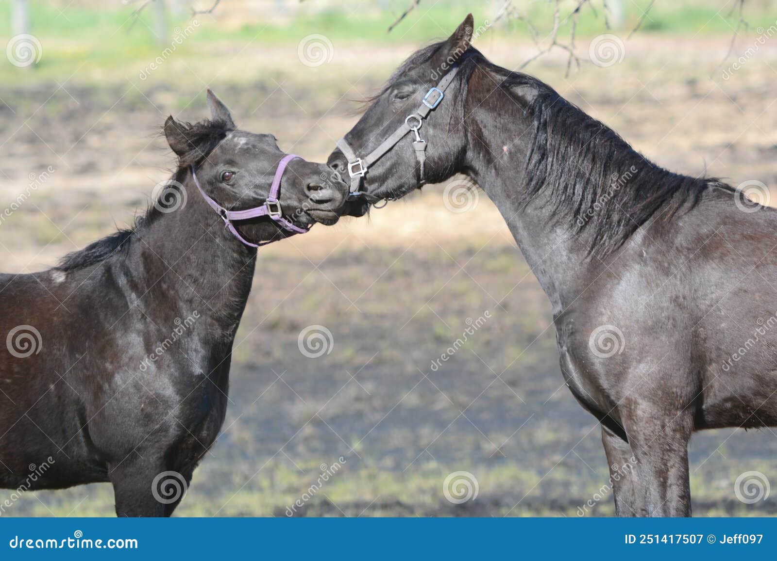 Stable Horses Nuzzling Faces in a Spring Pasture Stock Image - Image of ...