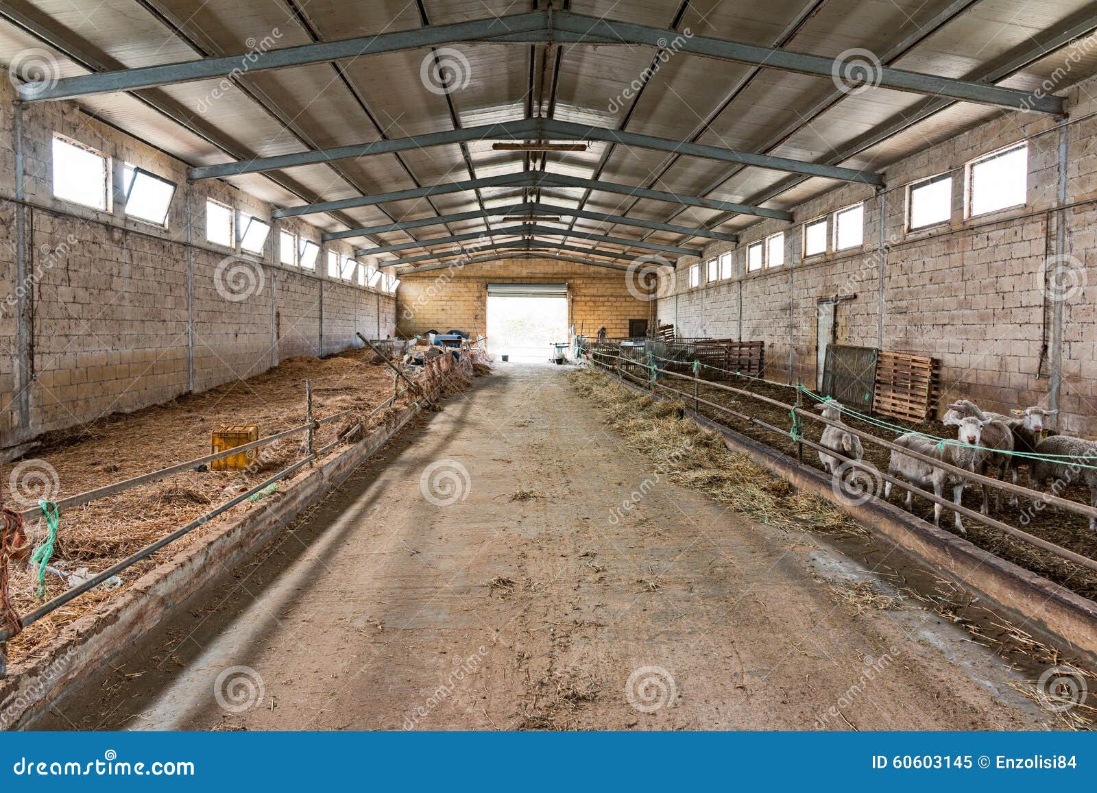 Stable of sheep stock image. Image of breeding, head - 60603145
