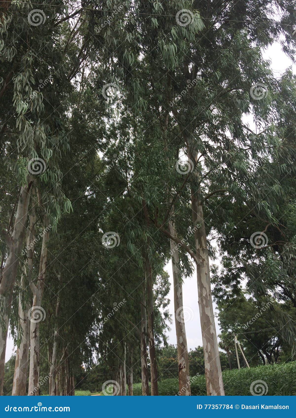 Stable trees stock photo. Image of biome, stable, grove - 77357784