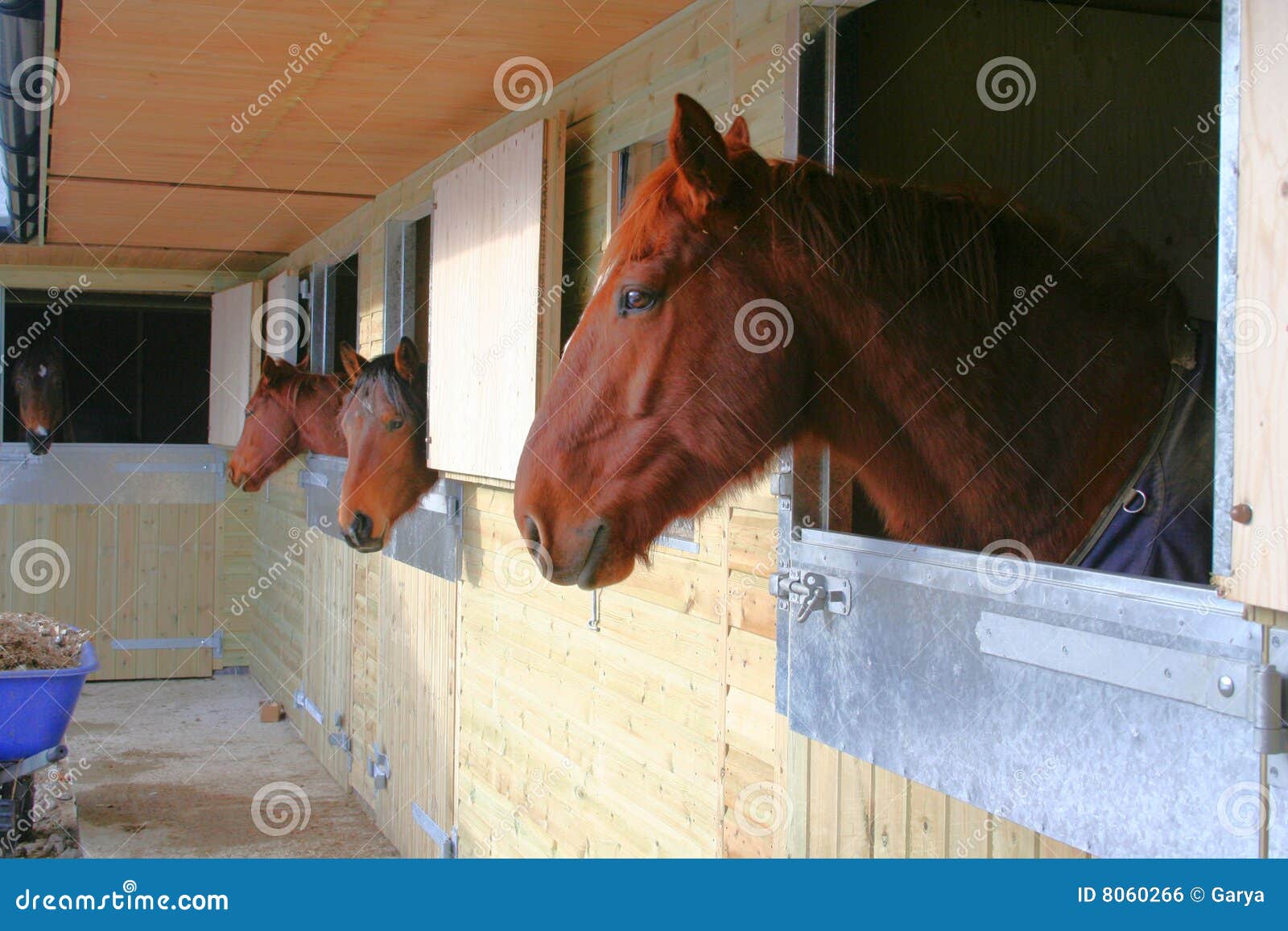 Stabled horses stock photo. Image of farming, train, horse - 8060266