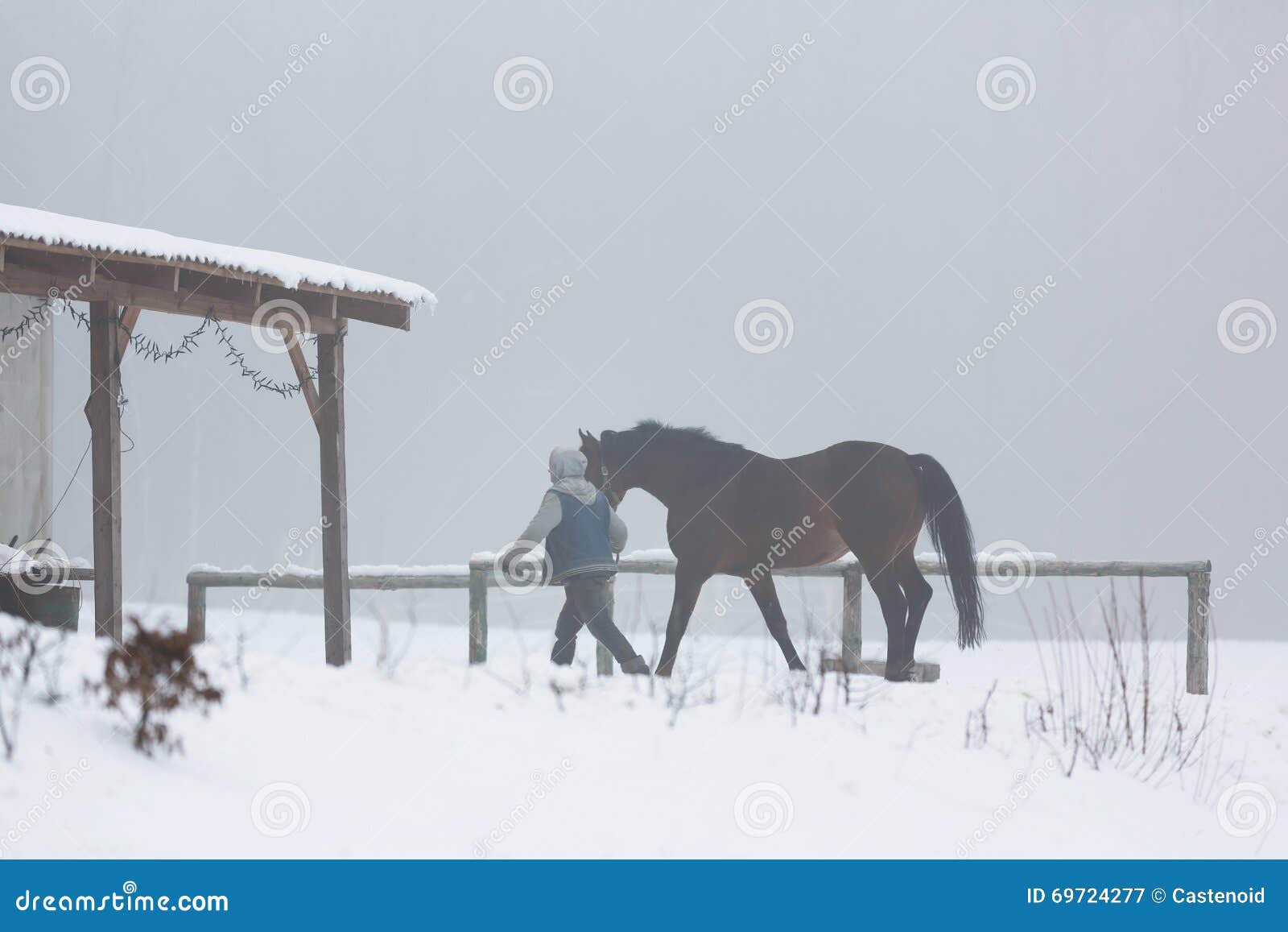 Stableman with Horse in Fog Stock Image - Image of mist, dressage: 69724277