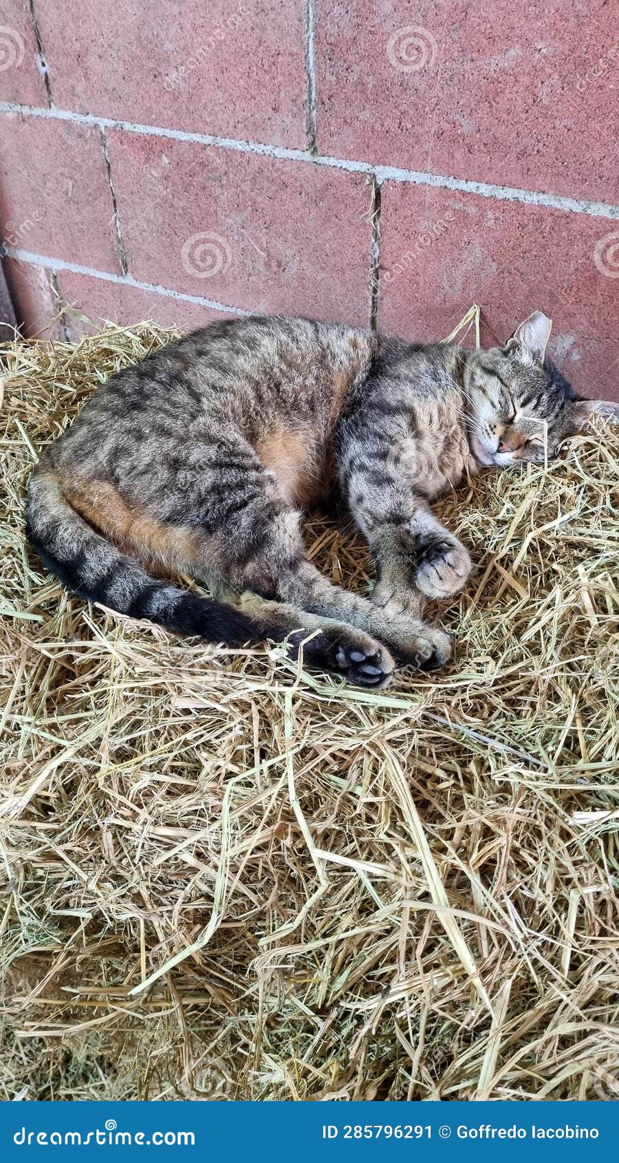 Stables cats stock image. Image of mammal, adorable - 285796291