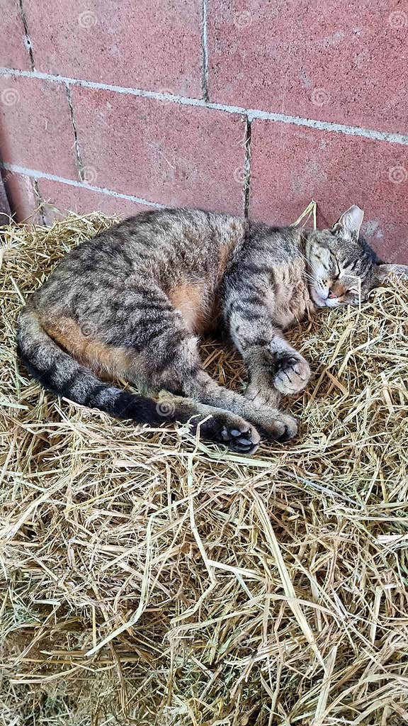 Stables cats stock image. Image of mammal, adorable - 285796291
