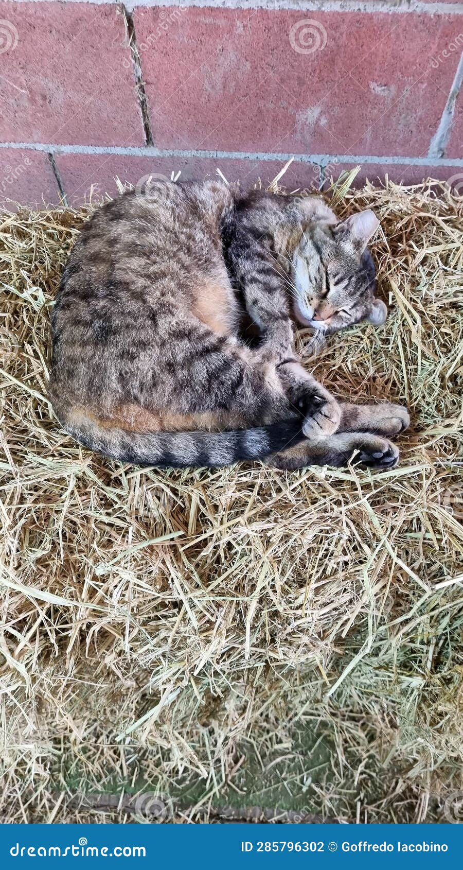Stables cats stock photo. Image of background, adorable - 285796302