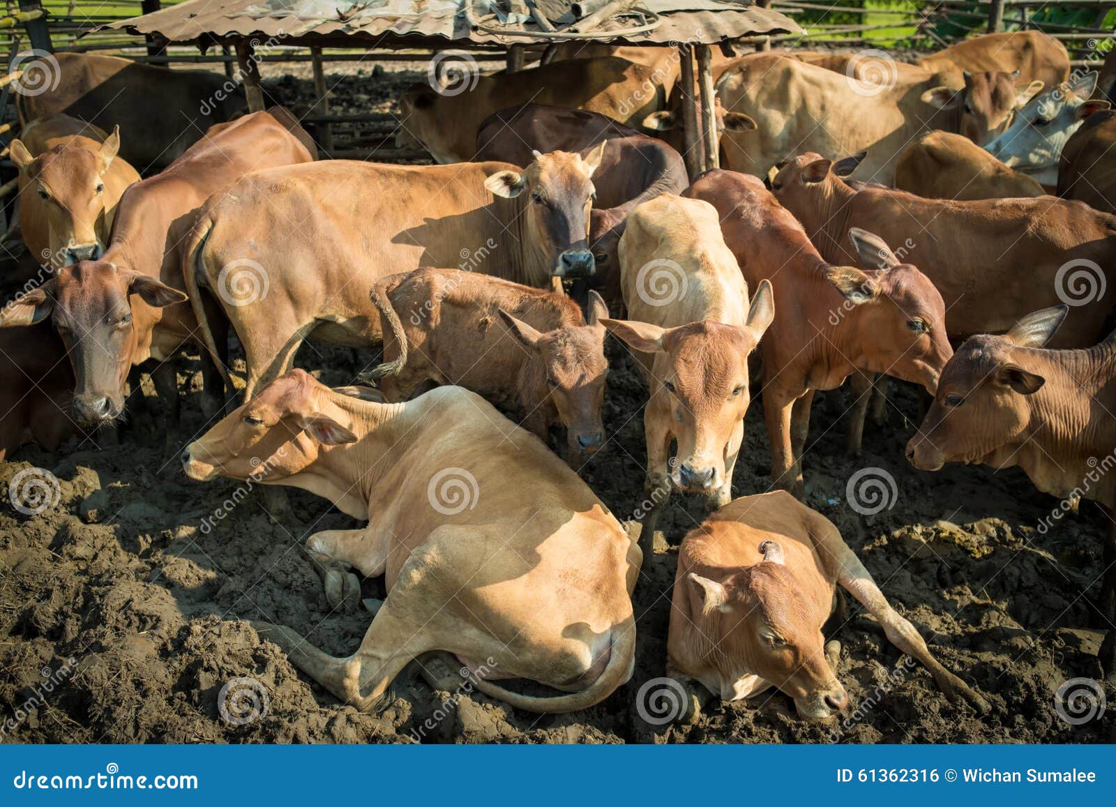 Stables of cow stock photo. Image of asia, calf, herbivores - 61362316