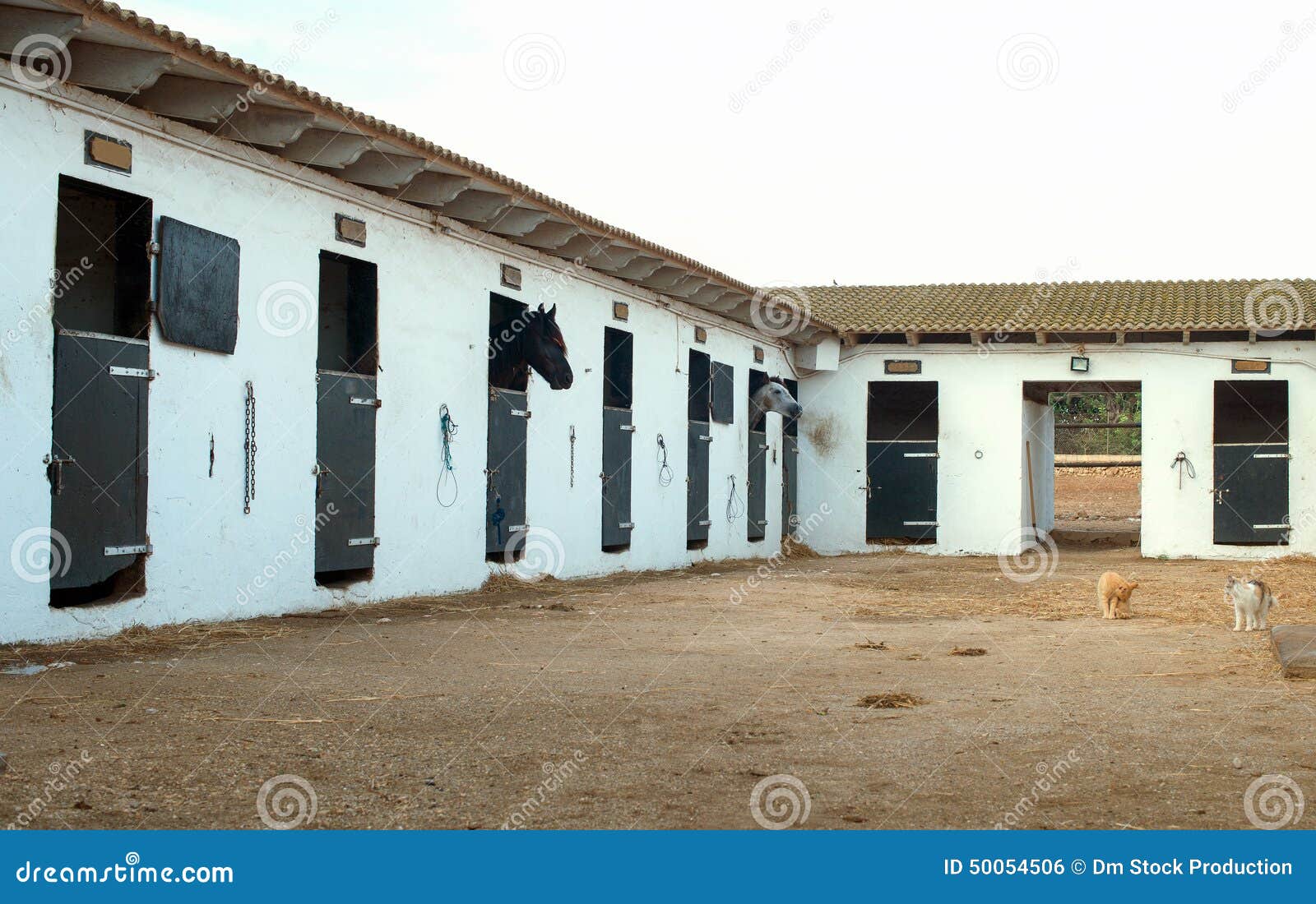 Stables with horses. stock photo. Image of equestrianism - 50054506