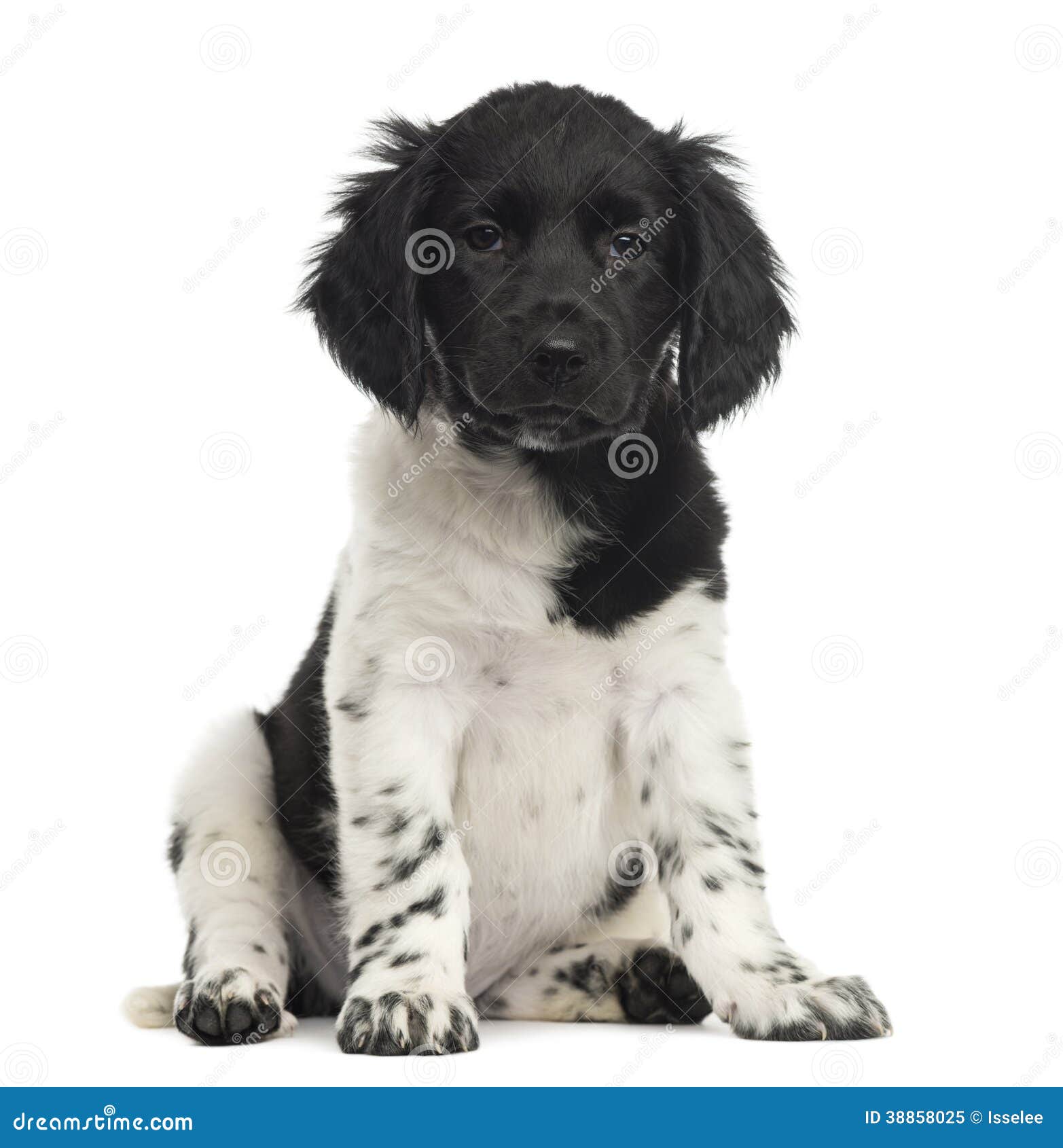 Stabyhoun Puppy Sitting, Facing, Stock Image - Image of looking ...