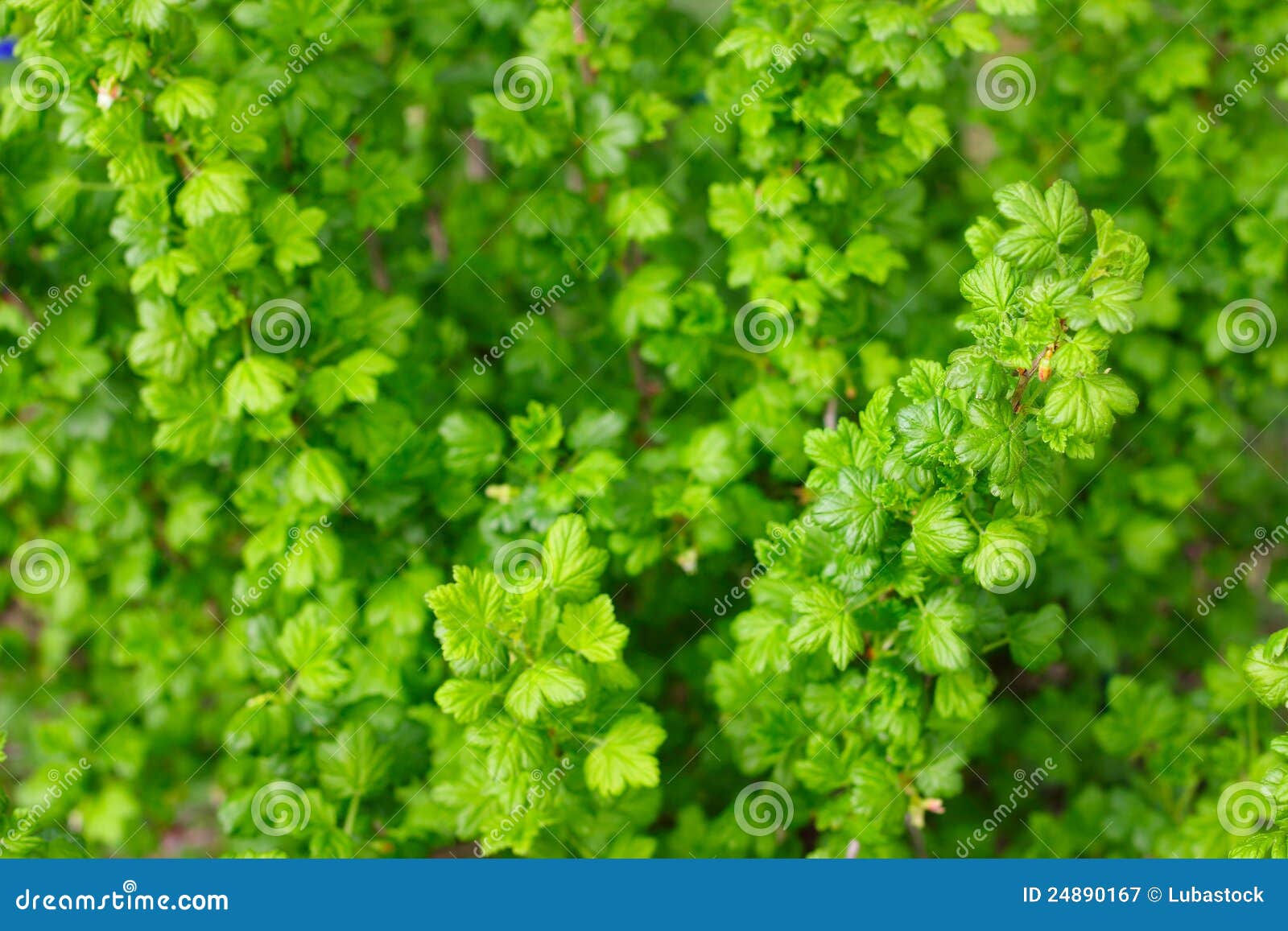 Stachelbeerbusch stockbild. Bild von landwirtschaft, blätter - 24890167