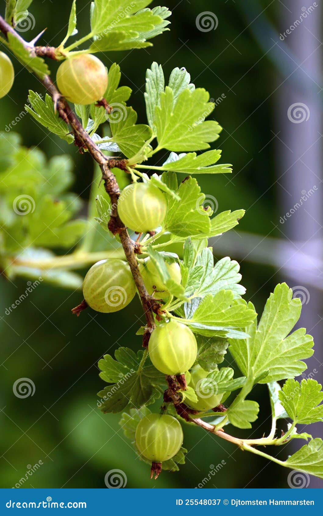 Stachelbeerbusch stockbild. Bild von stachelbeeren, makro - 25548037