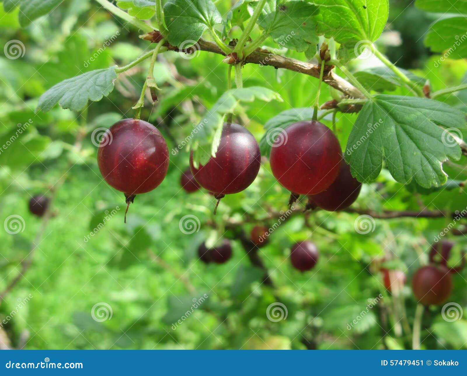 Stachelbeere stockbild. Bild von grün, vitamin, wachsen - 57479451